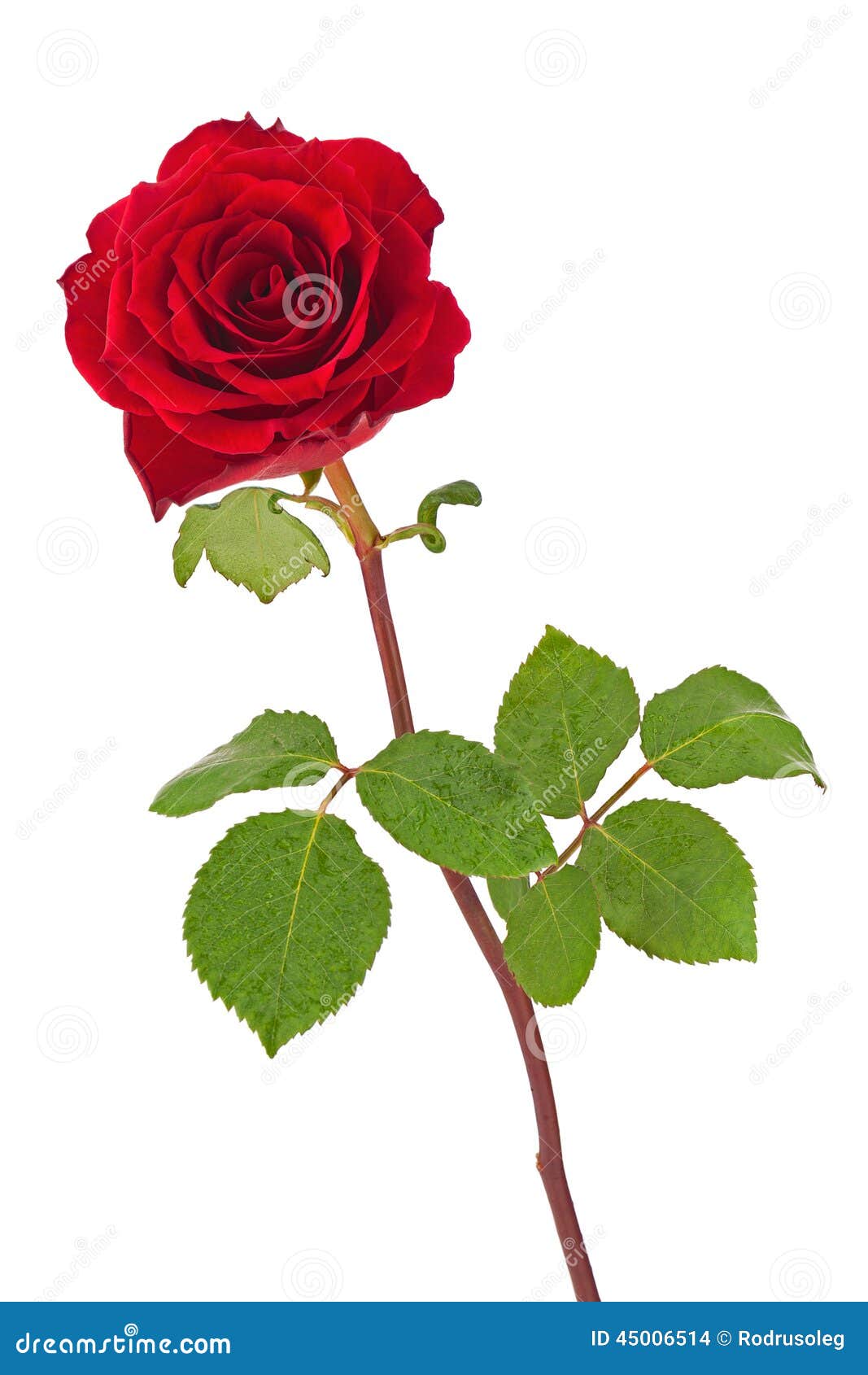 Red Rose with Leaves Isolated on White Background. Stock Photo - Image ...
