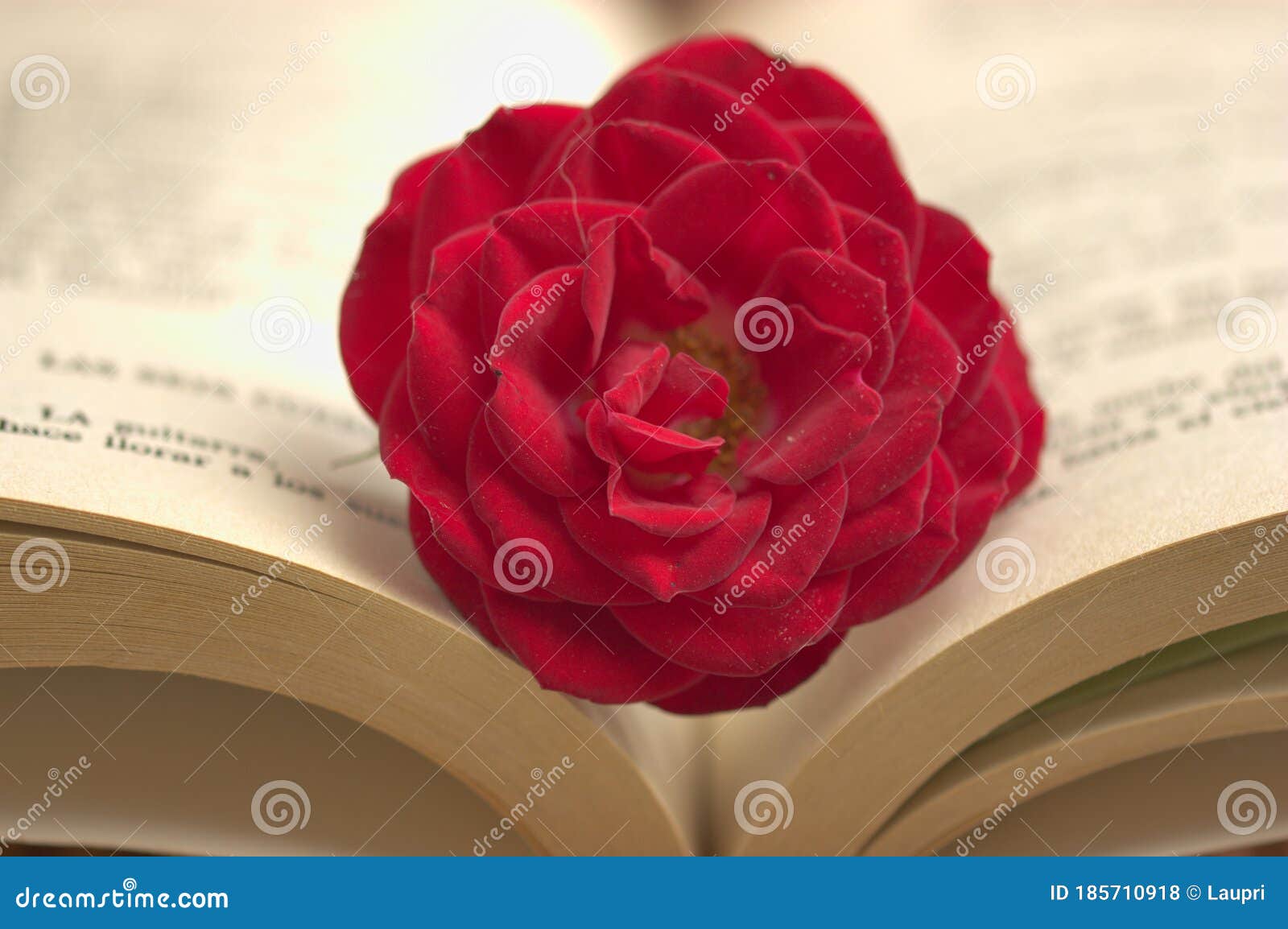 Red Rose on the Leaves of an Open Book Stock Photo - Image of ...