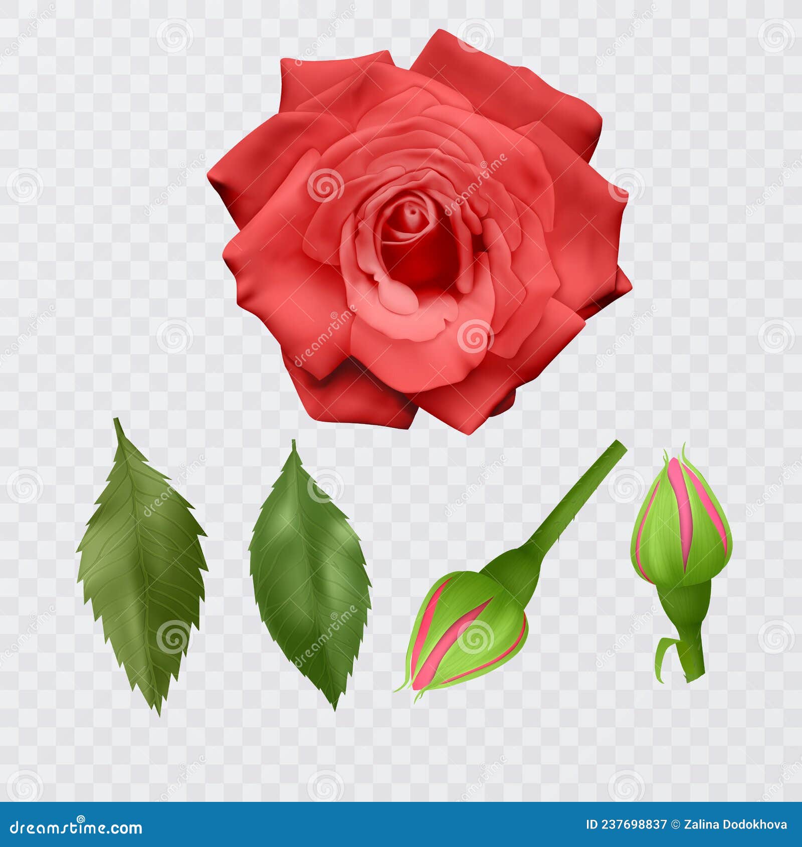 Red Rose with Leaves, Realistic Illustration on Transparent Background ...
