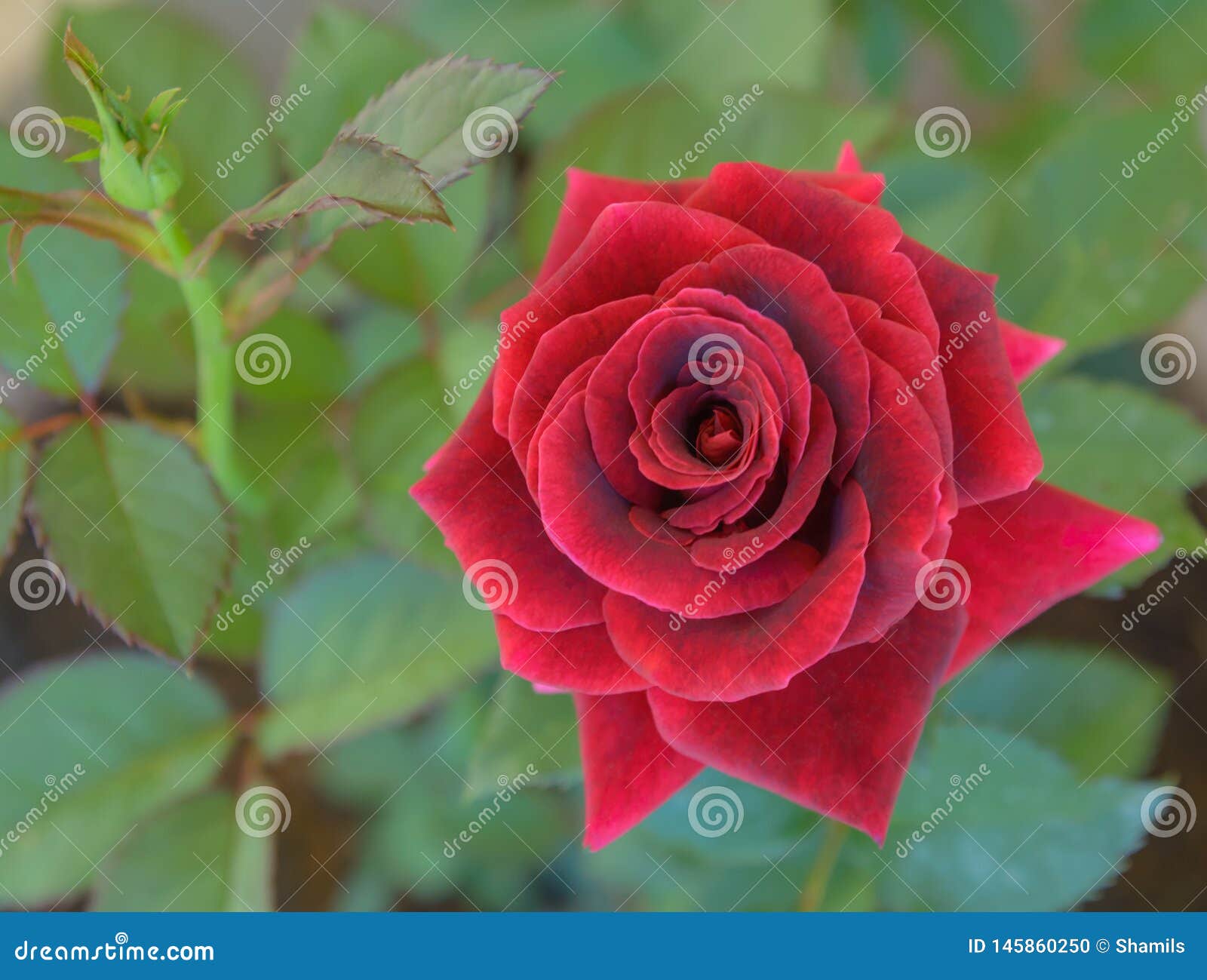 Red Rose with Leaves stock photo. Image of bloom, leaves - 145860250
