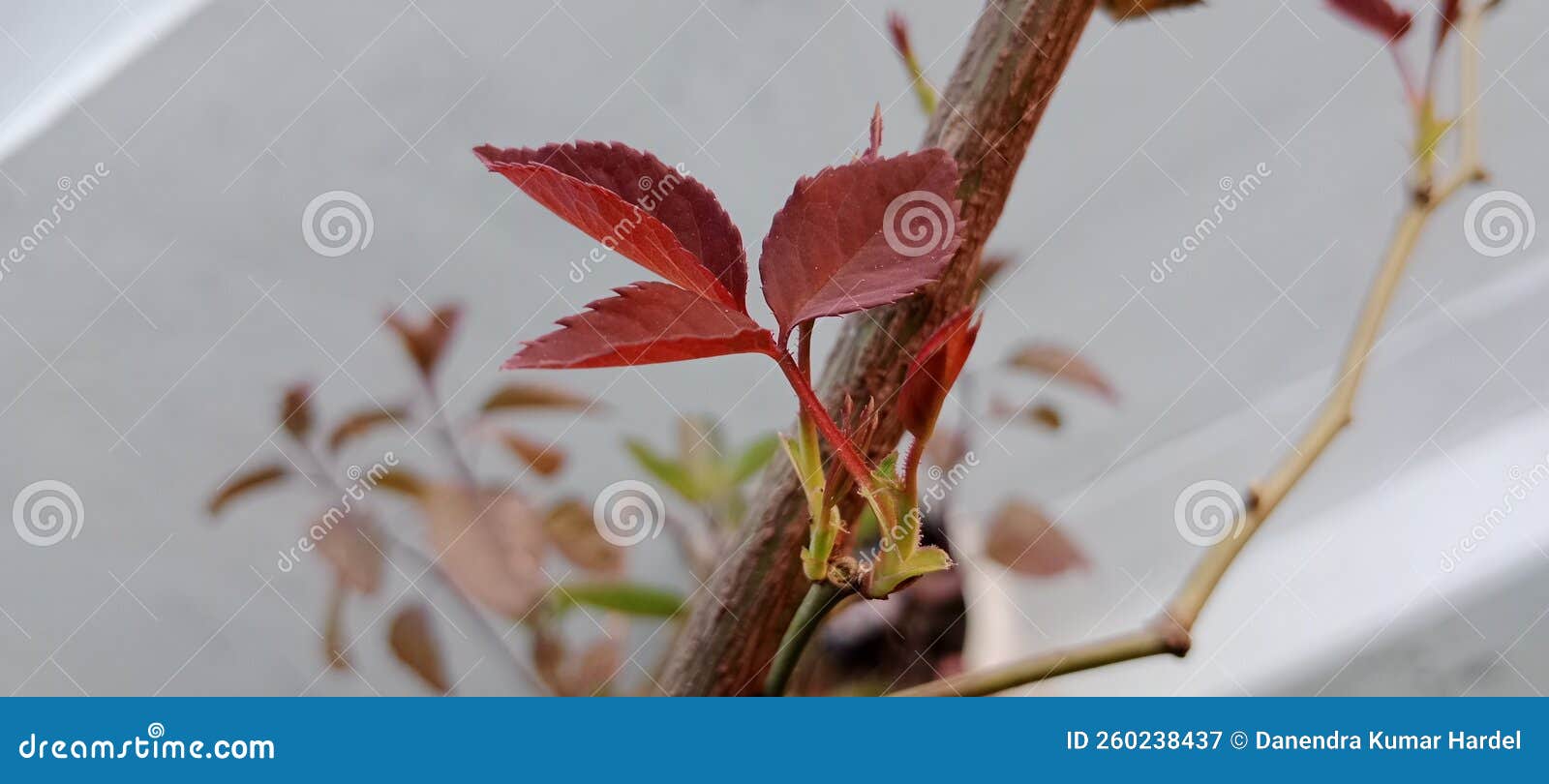 Red Rose Leaves with White Background. Stock Image - Image of spring ...