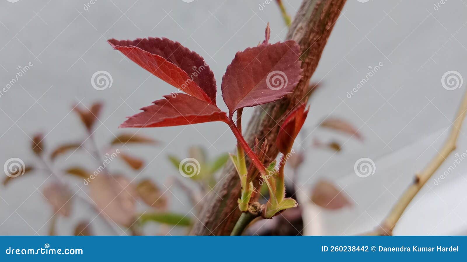 Red Rose Leaves with White Background. Stock Photo - Image of shrub ...