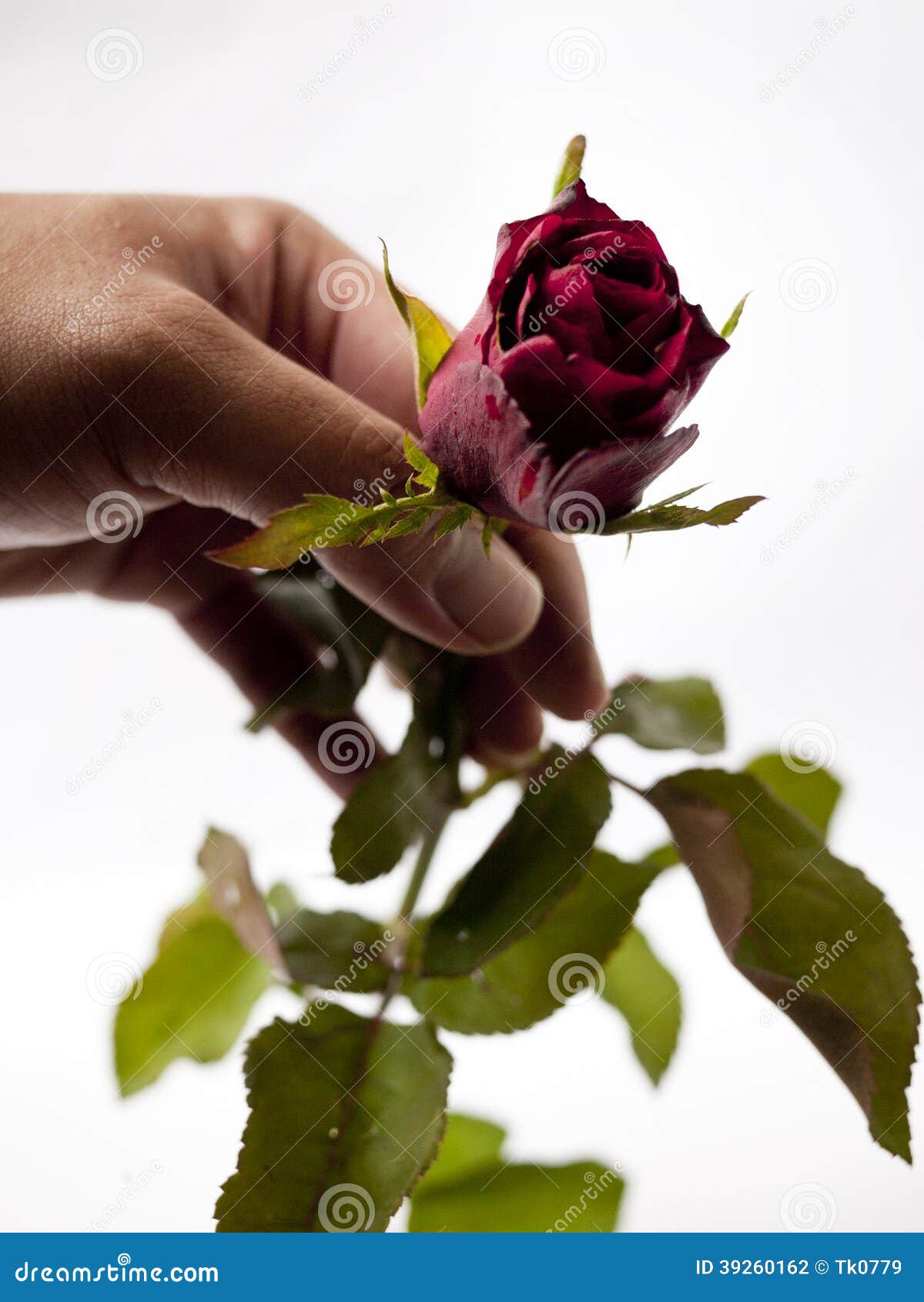 A red rose in left hand stock photo. Image of celebration - 39260162