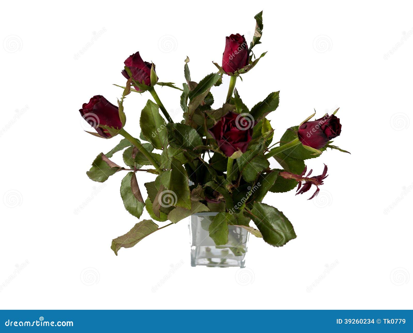 A red rose in left hand stock photo. Image of care, bouquet - 39260234