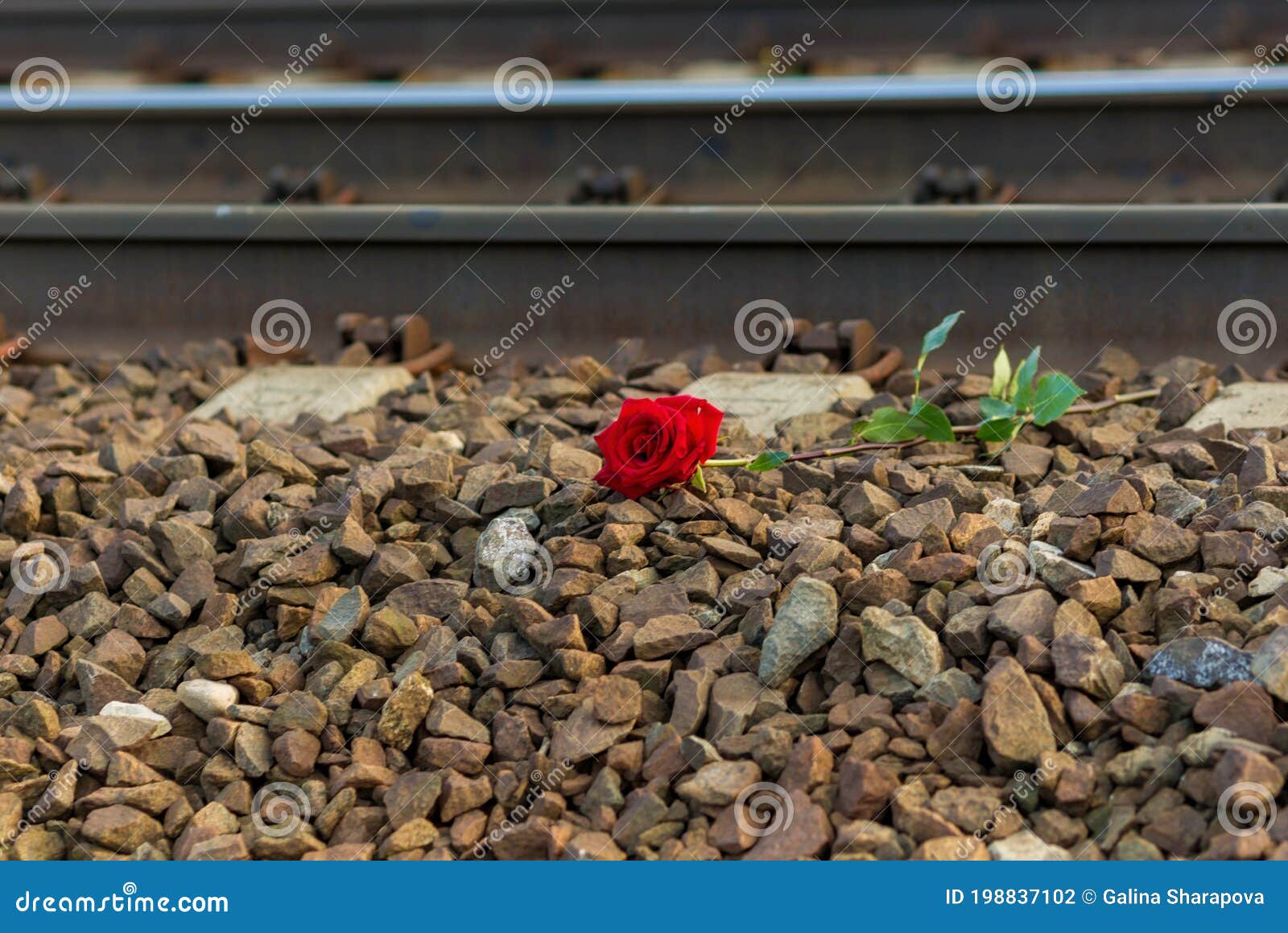 Red Rose Lies Next To the Rails on the Train Tracks Stock Photo - Image ...
