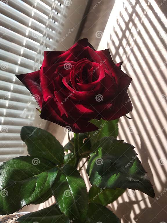 Red rose in light stock image. Image of flower, yellow - 206806387