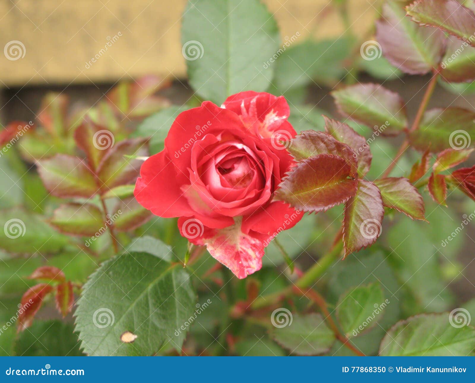 Red Rose stock photo. Image of flowers, shot, bouquet - 77868350