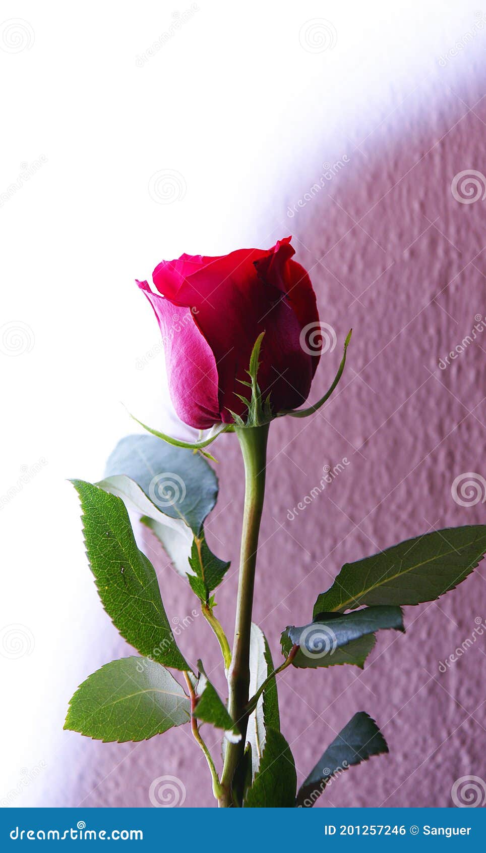 Red rose with long stem stock photo. Image of tang, background - 201257246