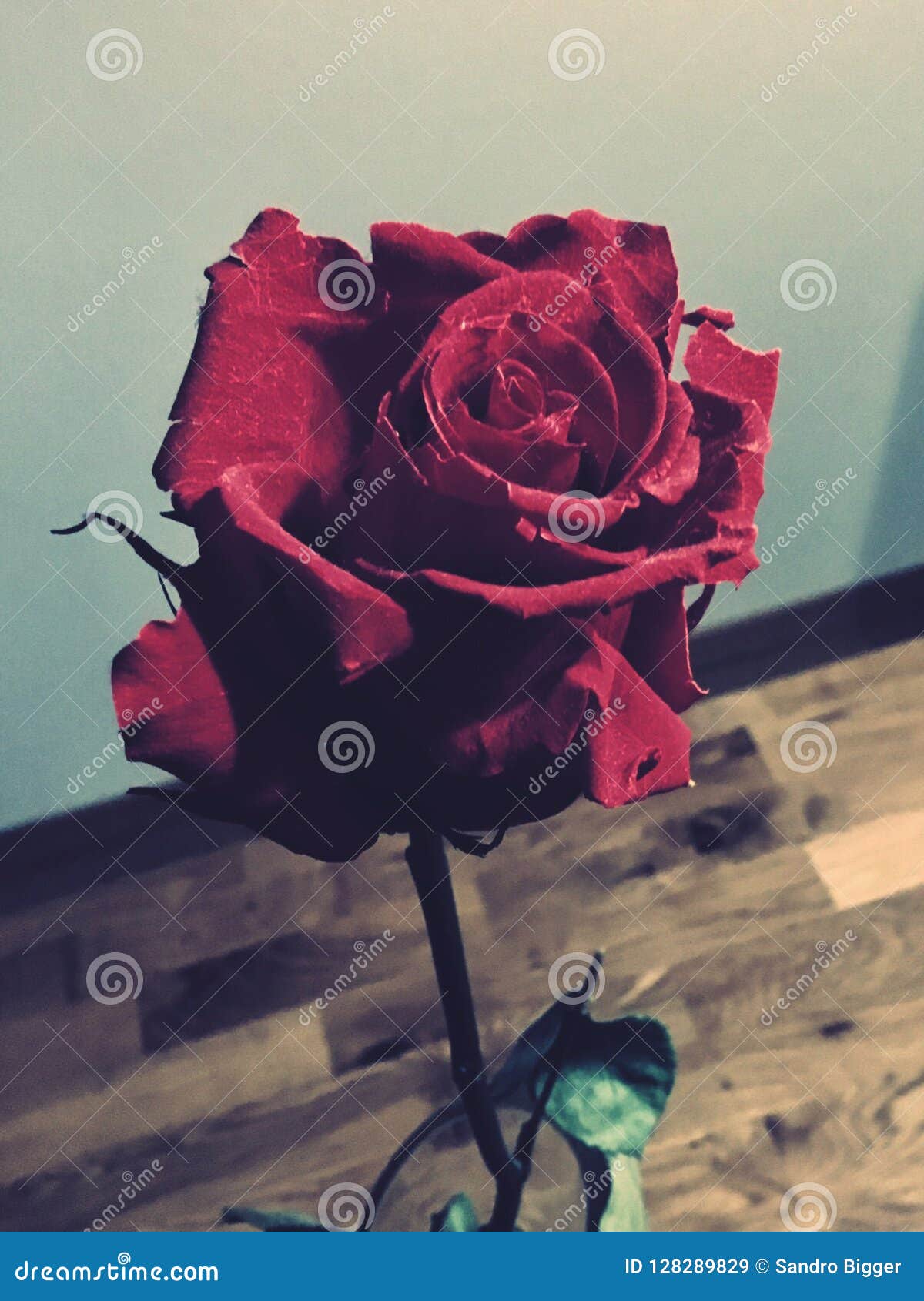 Red rose for love stock image. Image of beautiful, rose - 128289829