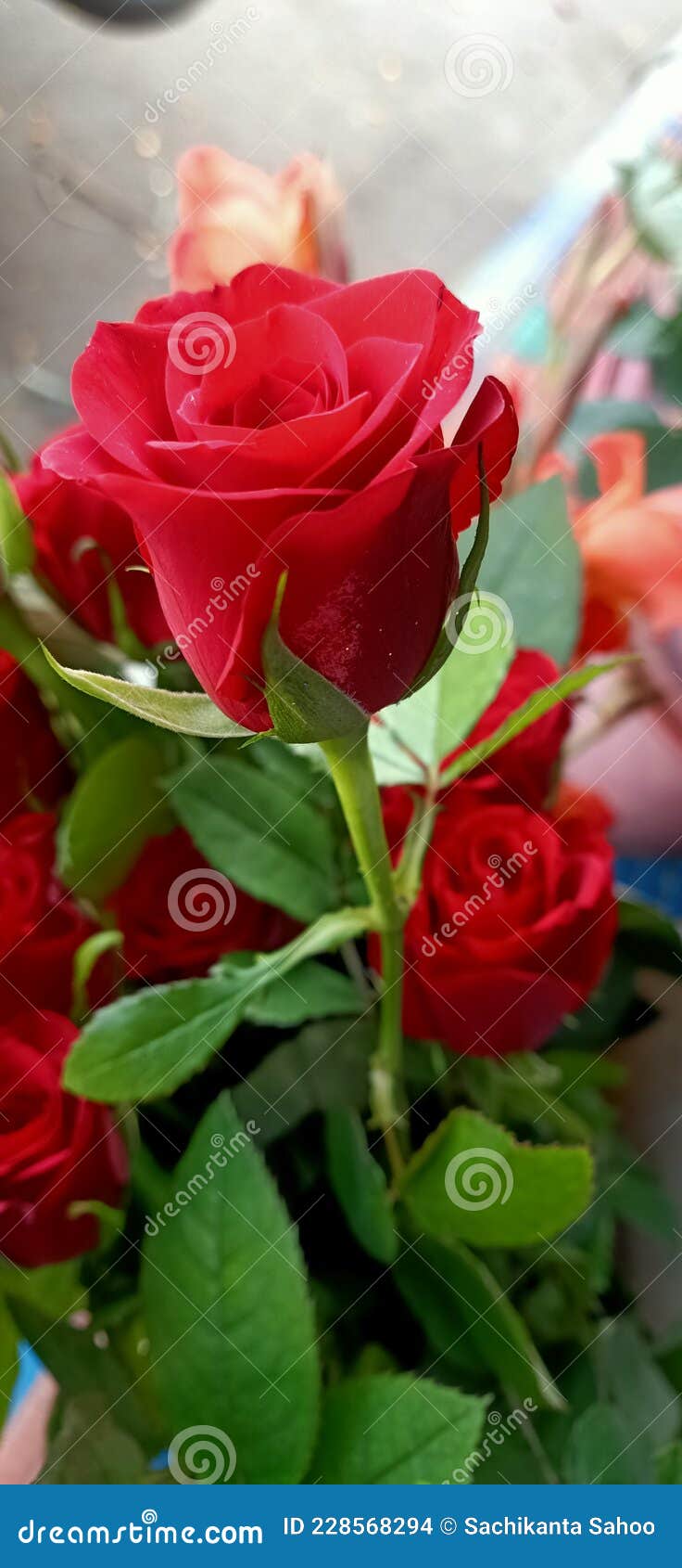 Red Rose for Love stock photo. Image of petal, pink - 228568294