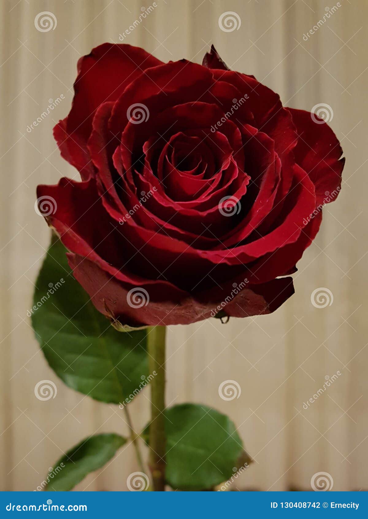 Red rose of love stock photo. Image of couple, rose - 130408742