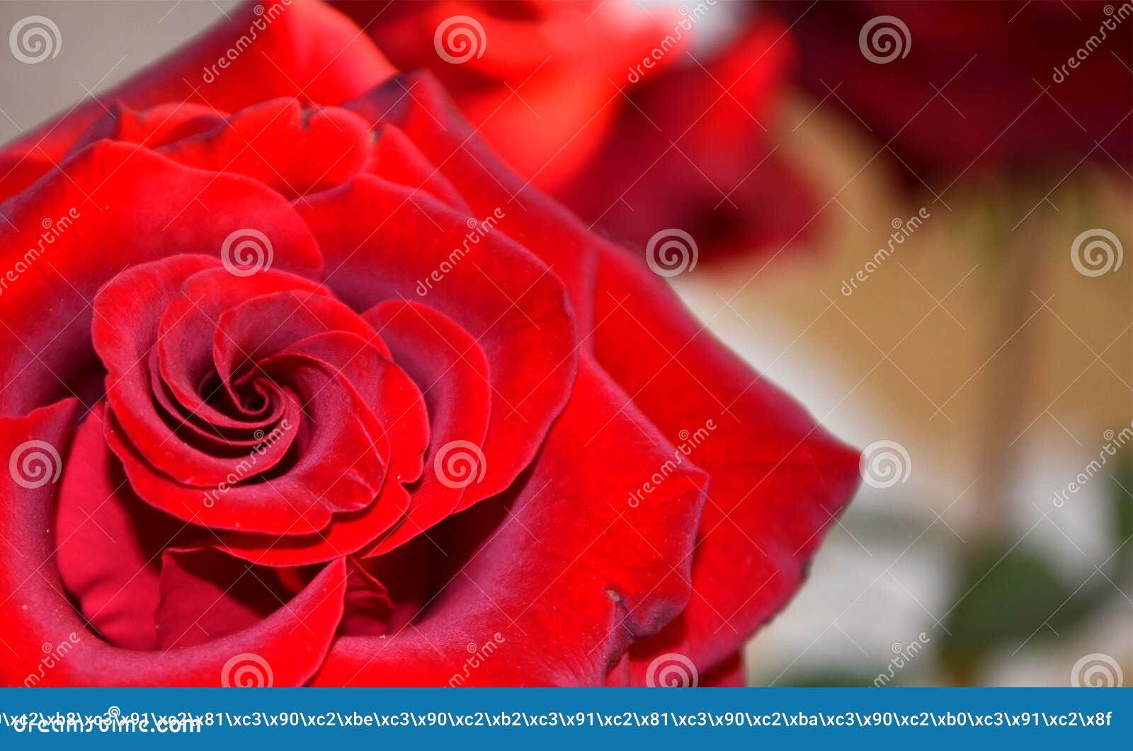 Red Rose. Love.Flowers stock image. Image of romantic - 129733157