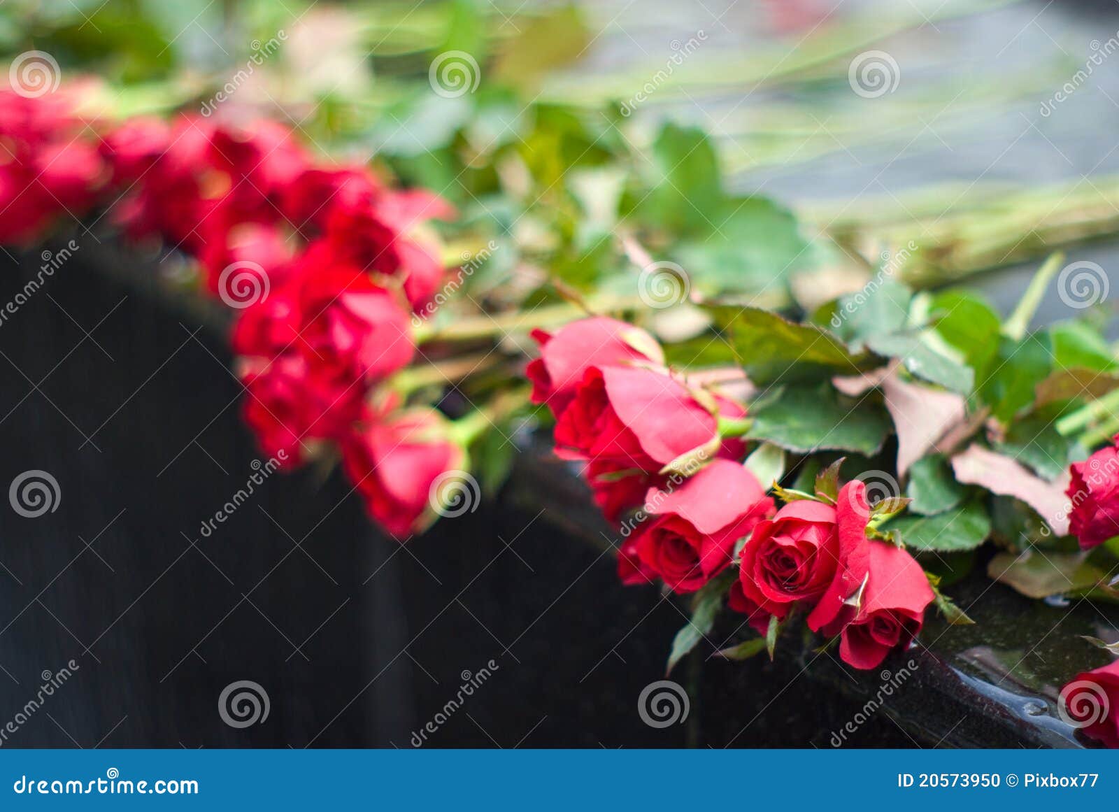 Red Rose, Love and Heartbroken Concept Stock Photo - Image of ...