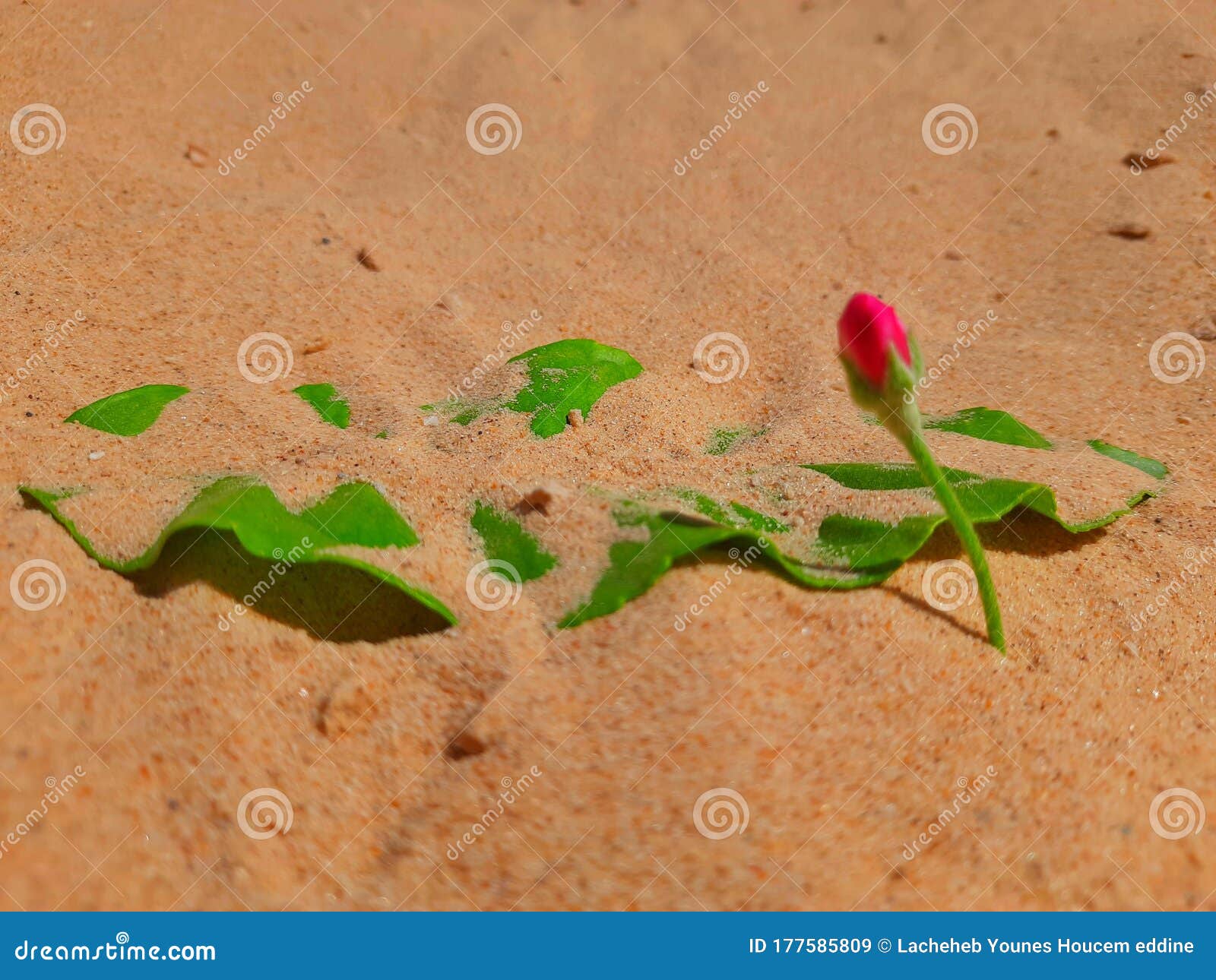 Red Rose Lovely in Sand Dunes on Desert Stock Image - Image of sands ...