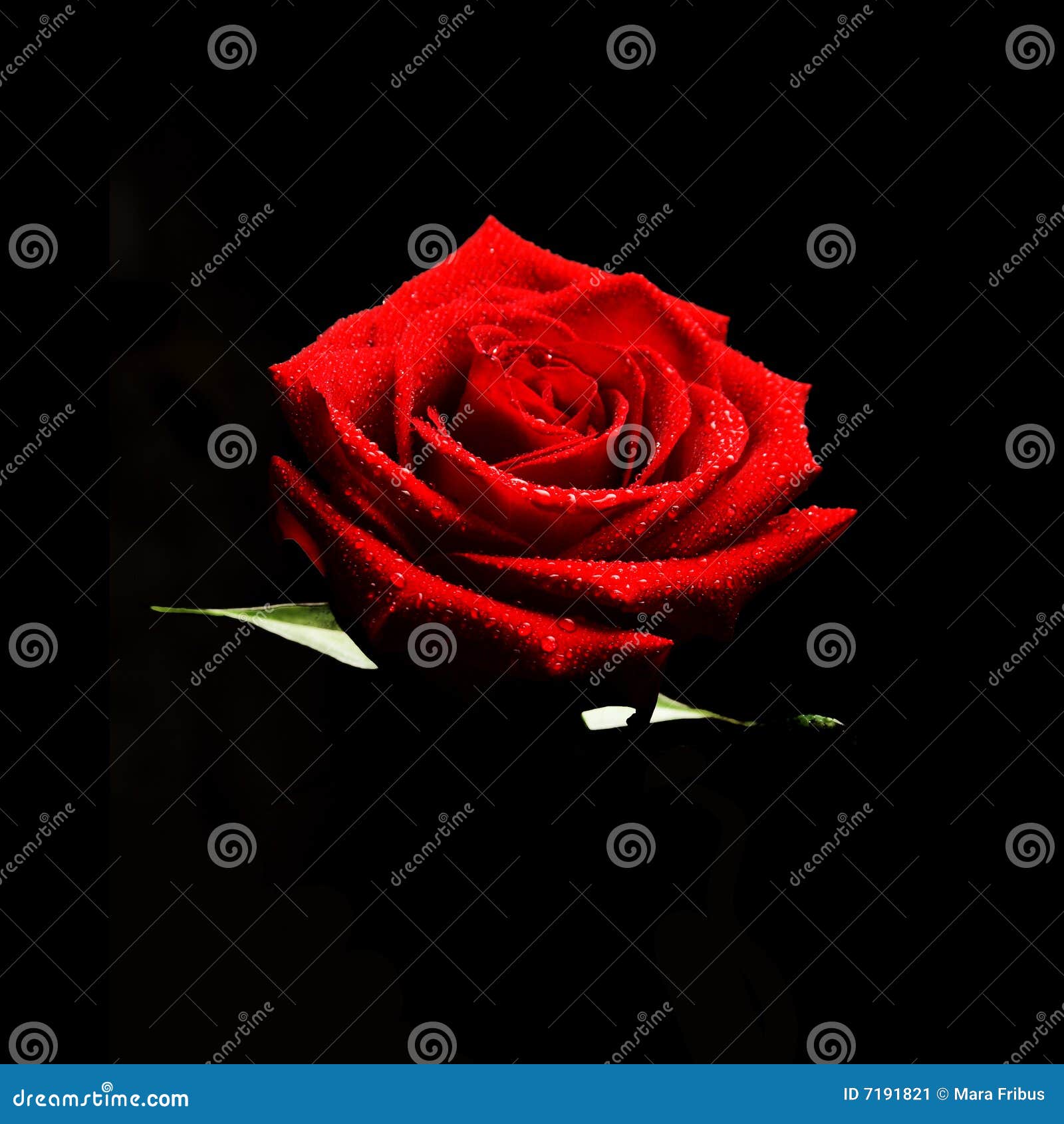 Red rose low key stock image. Image of water, single, beauty - 7191821