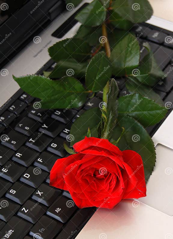 Red rose lying on computer stock photo. Image of email - 2447070
