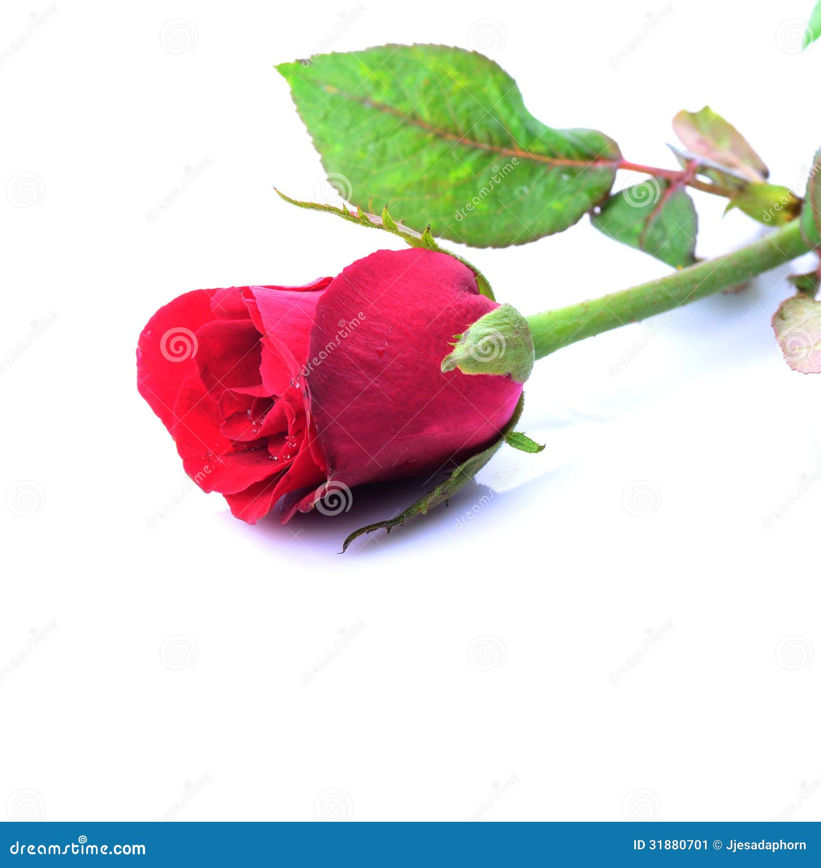 Роза лежащая на столе - 87 фото