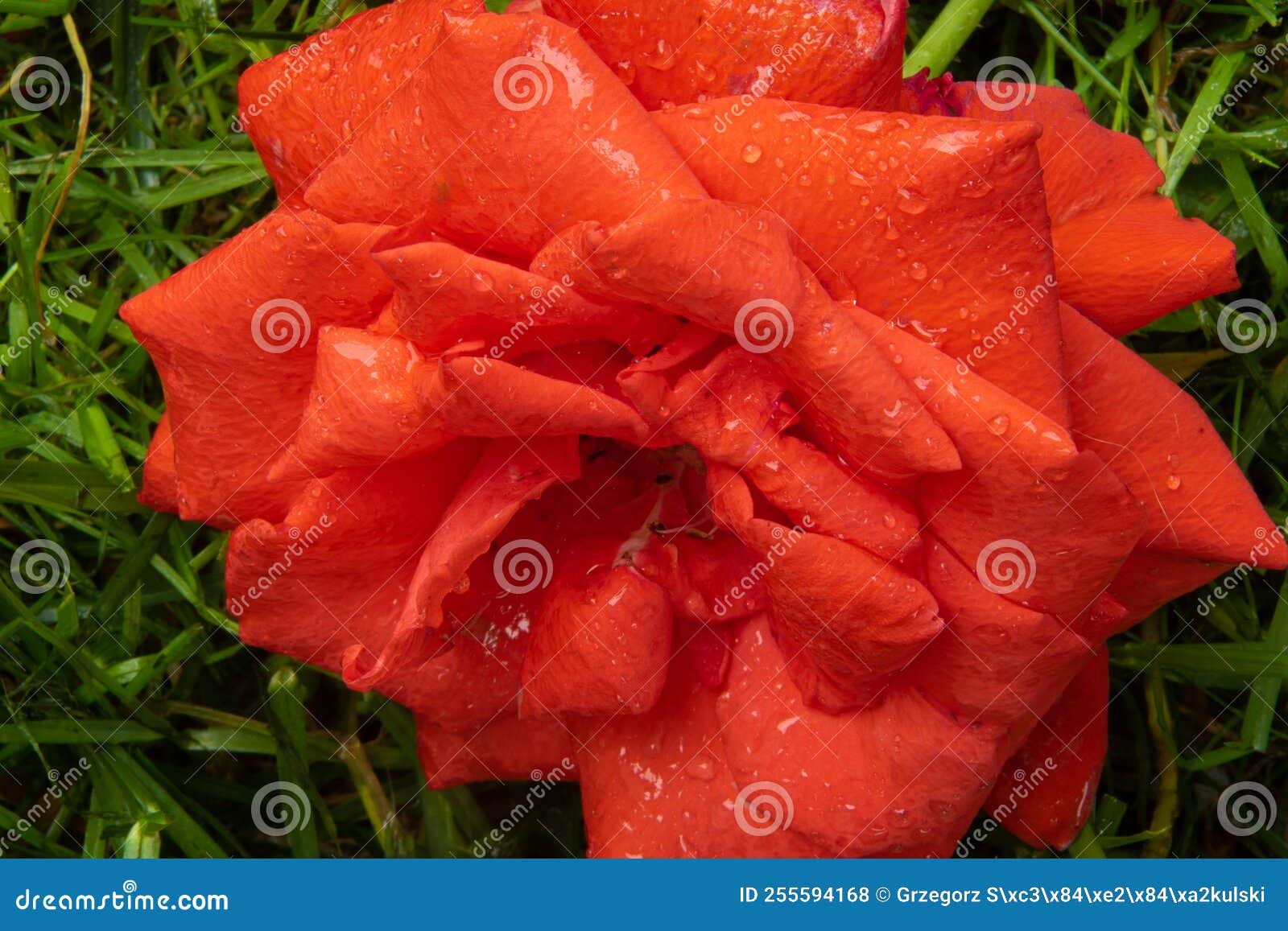 Red Rose Lying on the Grass Stock Photo - Image of spring, plant: 255594168
