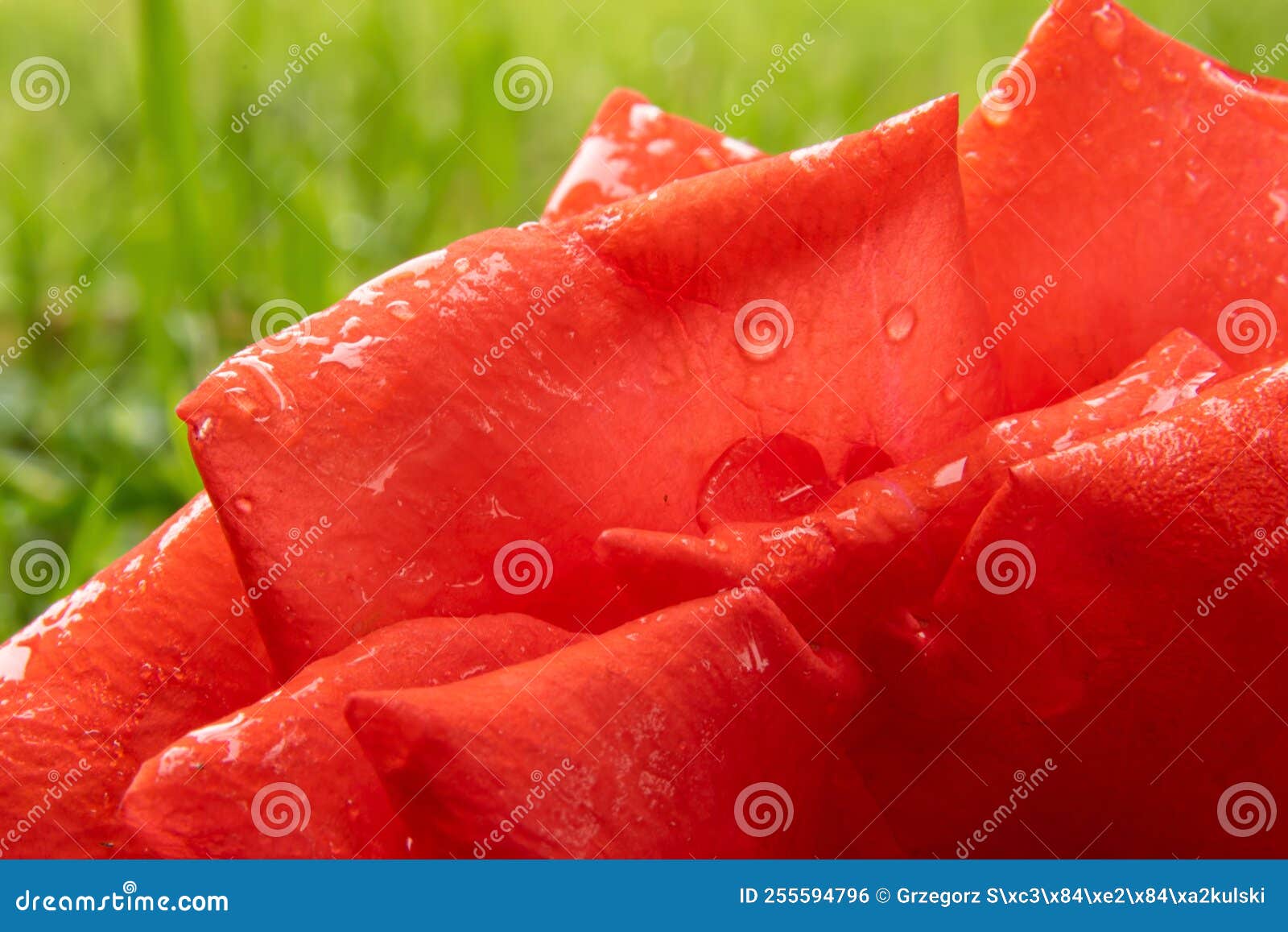 Red Rose Lying on the Grass Stock Photo - Image of beauty, roses: 255594796