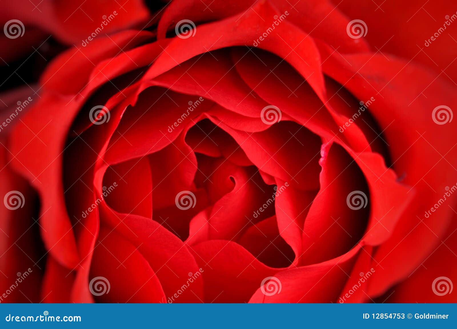 Red Rose. Macro stock image. Image of light, head, fresh - 12854753