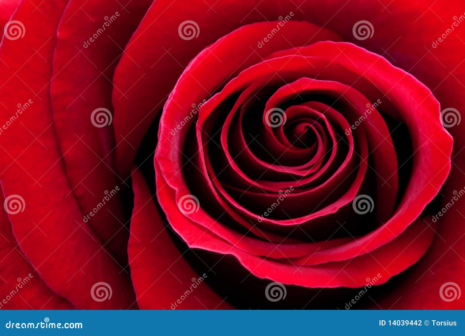 Red rose macro stock photo. Image of spring, fragrance - 14039442