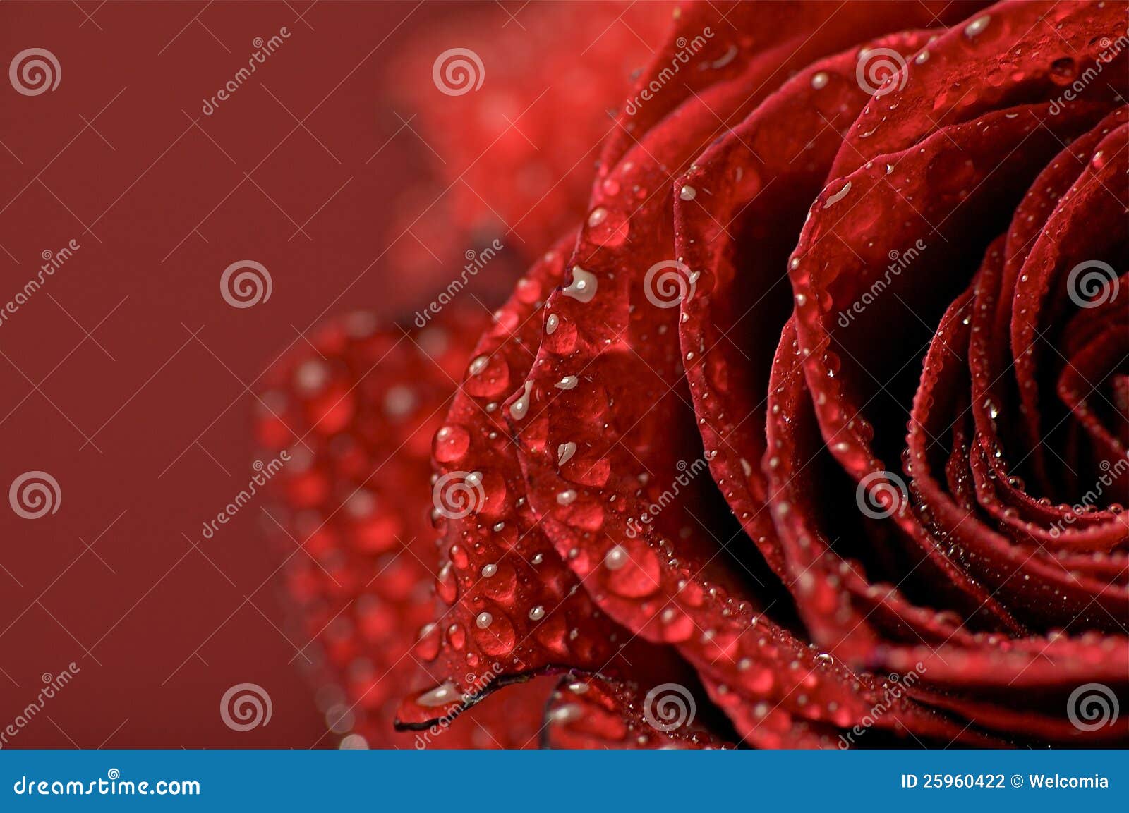 Red Rose Macro stock photo. Image of fresh, water, burgundy - 25960422