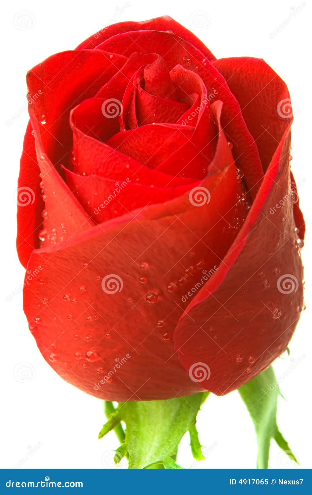 Red Rose Macro stock image. Image of celebration, flower - 4917065