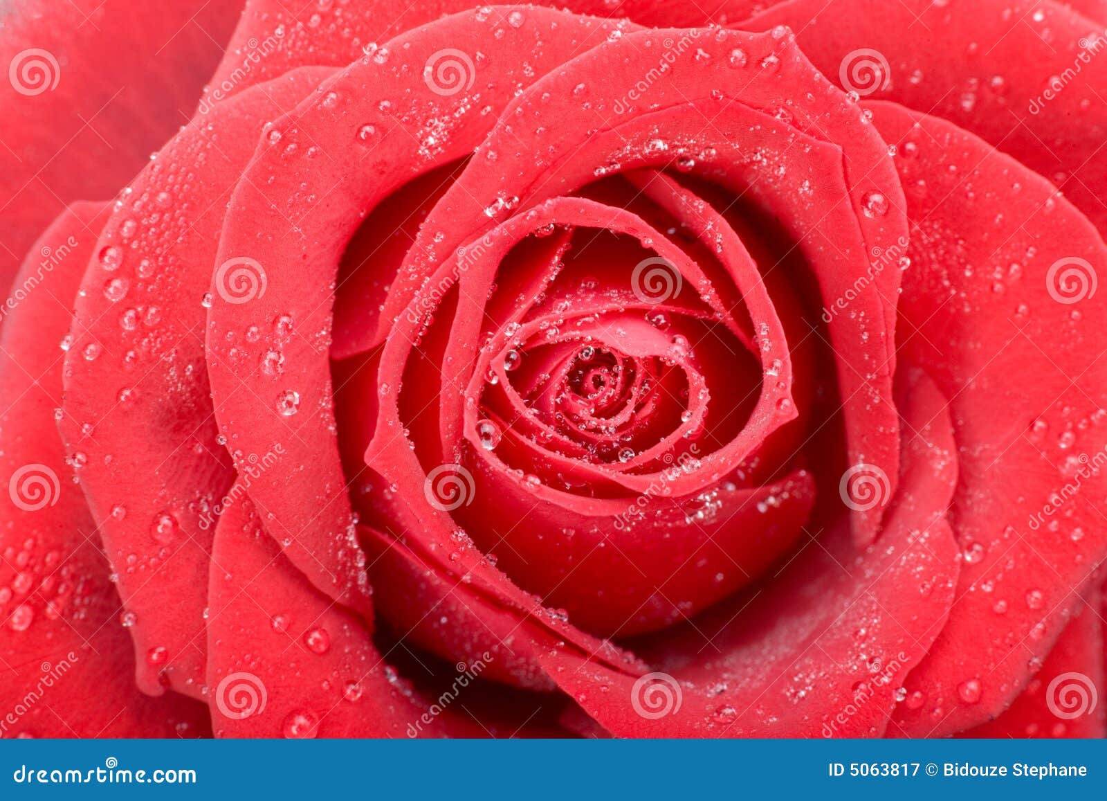 Red rose macro stock image. Image of garden, floral, fresh - 5063817