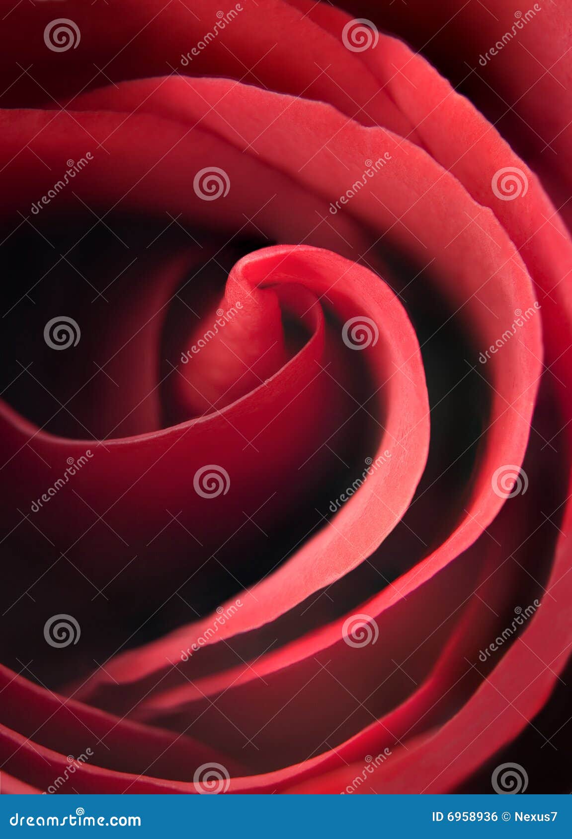Red Rose Macro stock photo. Image of petals, smooth, beauty - 6958936