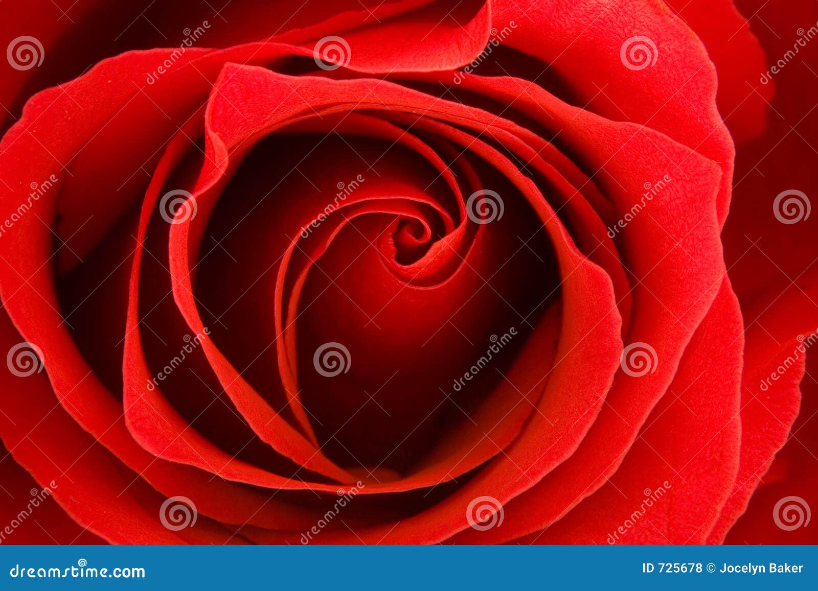 Red Rose Macro stock photo. Image of love, flower, season - 725678