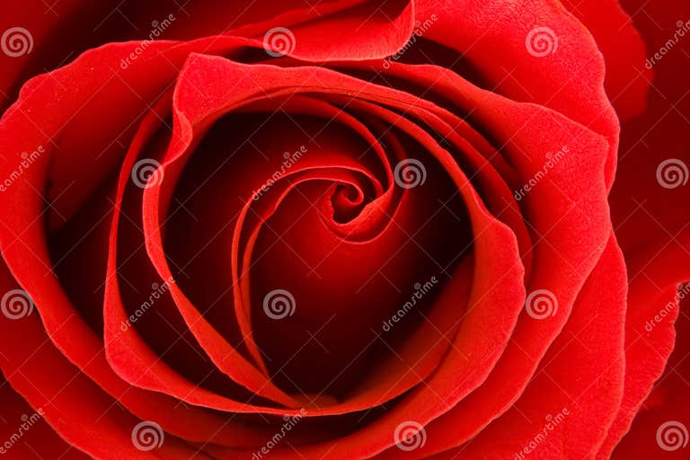 Red Rose Macro stock photo. Image of love, flower, season - 725678
