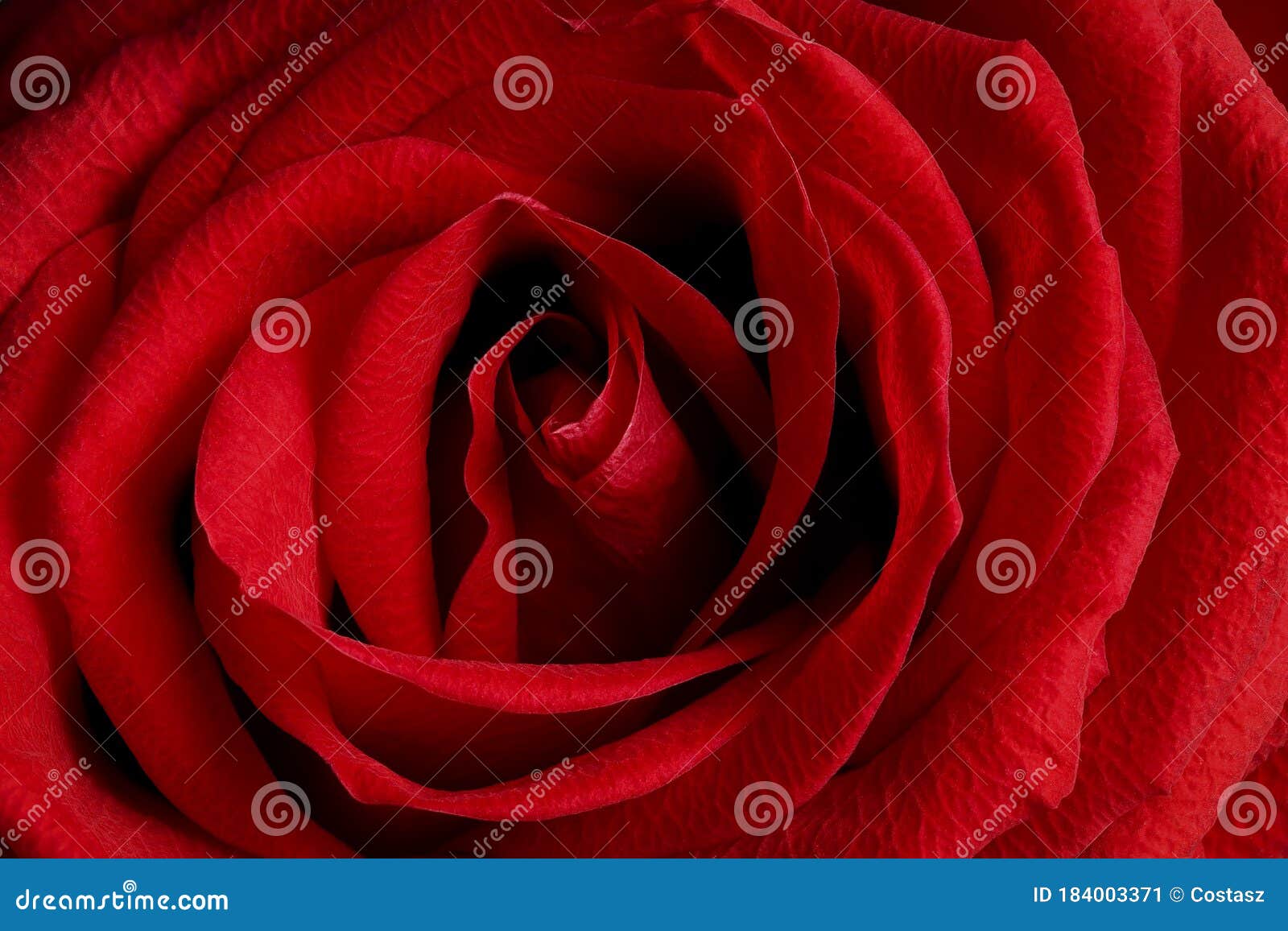 Red rose macro stock image. Image of closeup, design - 184003371