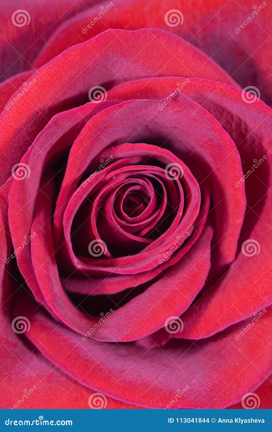 Red rose macro stock photo. Image of petal, decoration - 113041844