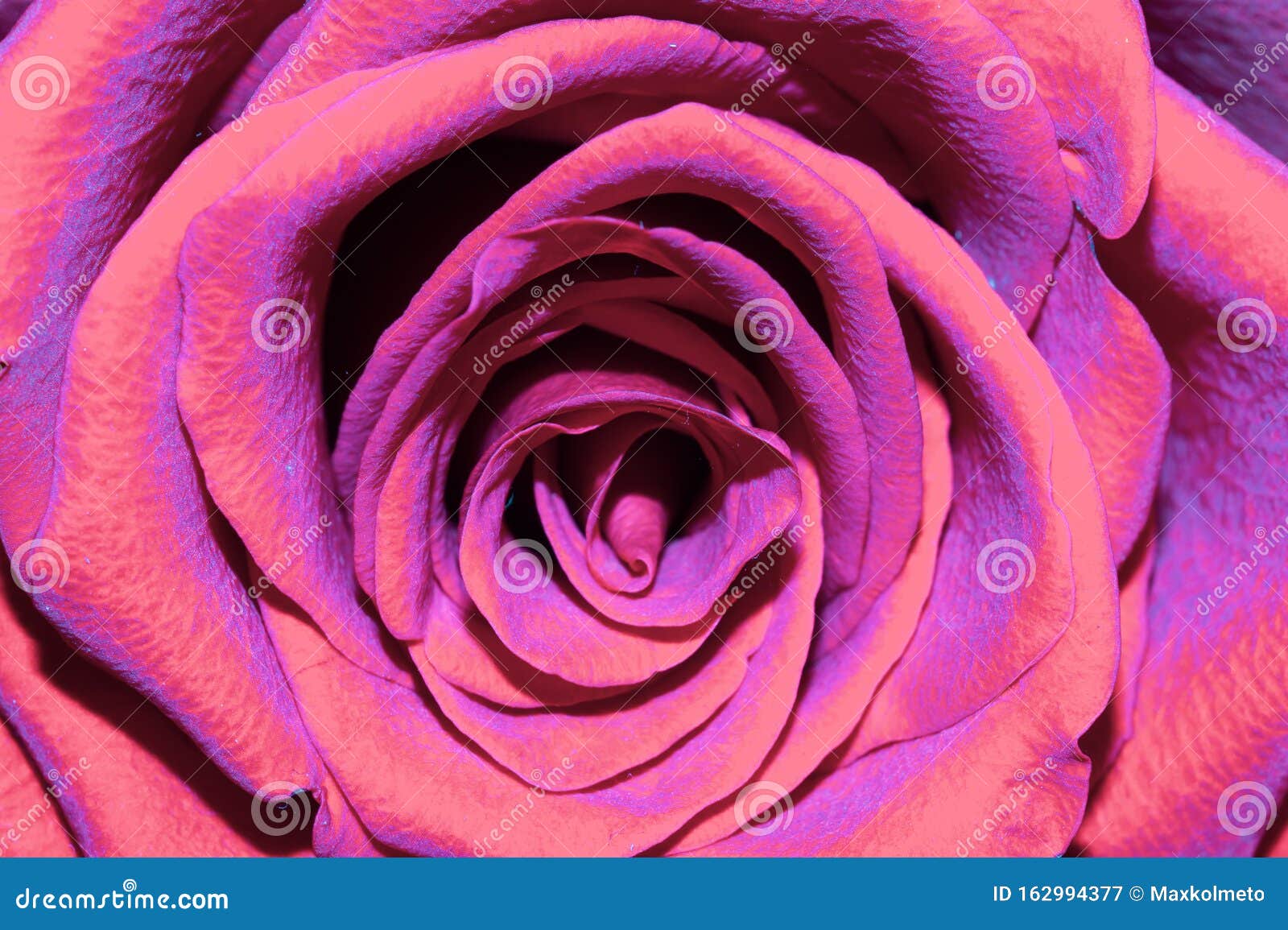 Red Rose Macro. Beautiful Flower Close Up Stock Image - Image of nature ...