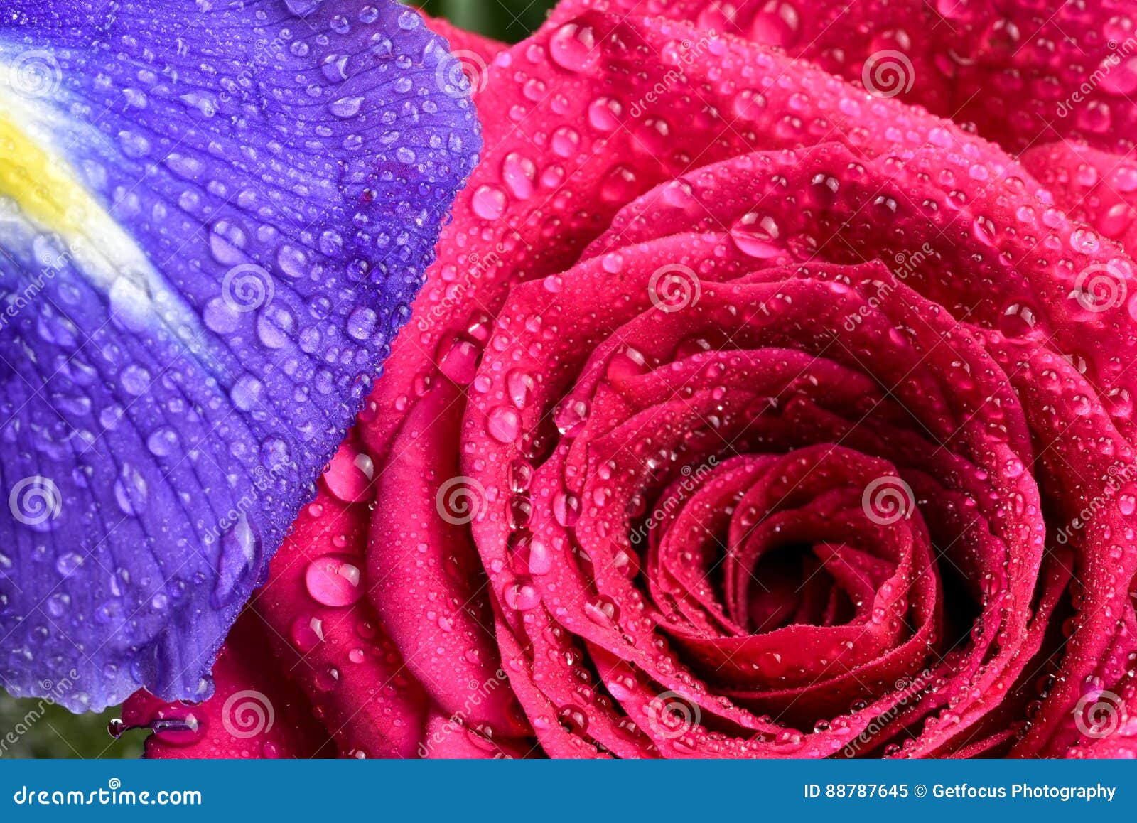 Red rose macro stock image. Image of colorful, closeup - 88787645