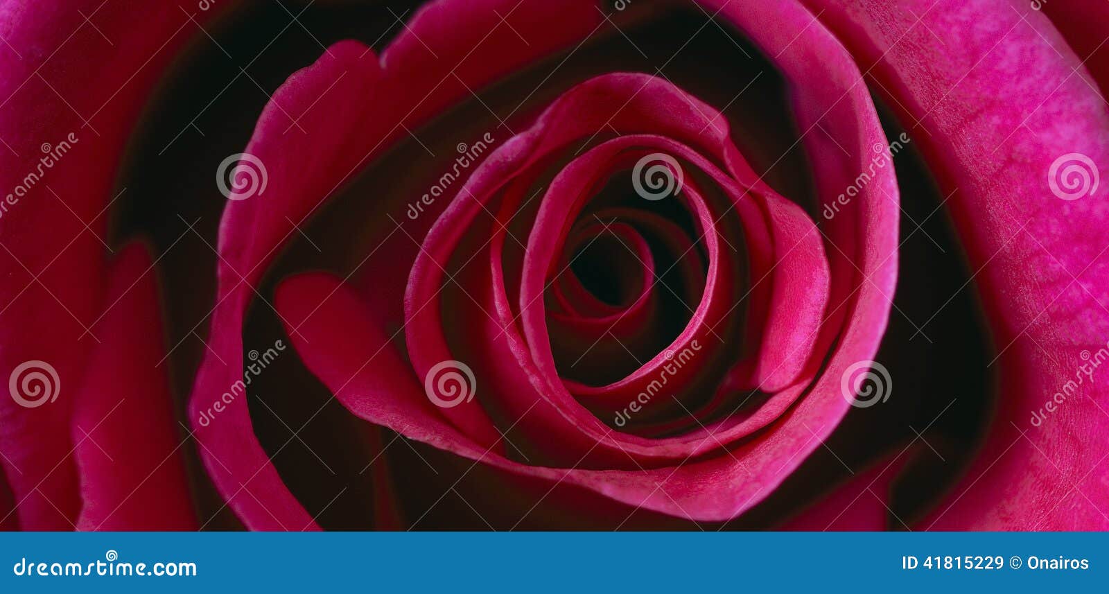 Red rose macro stock image. Image of petal, flora, delicate - 41815229