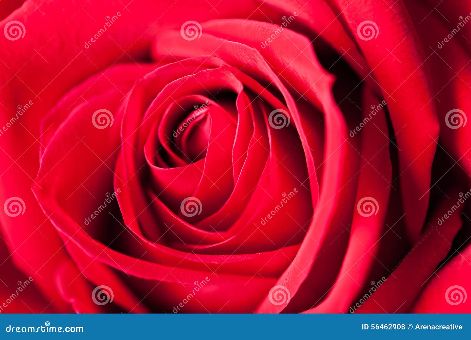 Red Rose Macro stock photo. Image of blossom, nature - 56462908