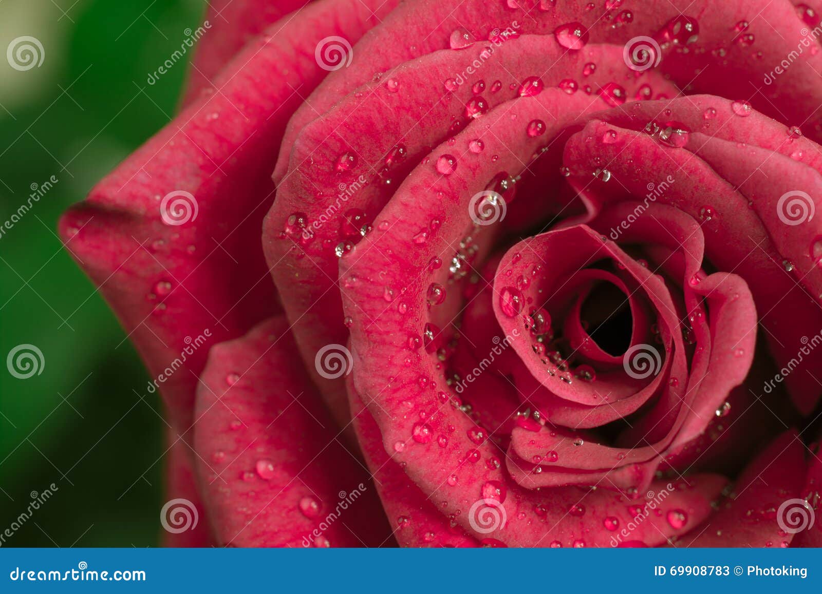 Red Rose Macro stock image. Image of freshness, macro - 69908783
