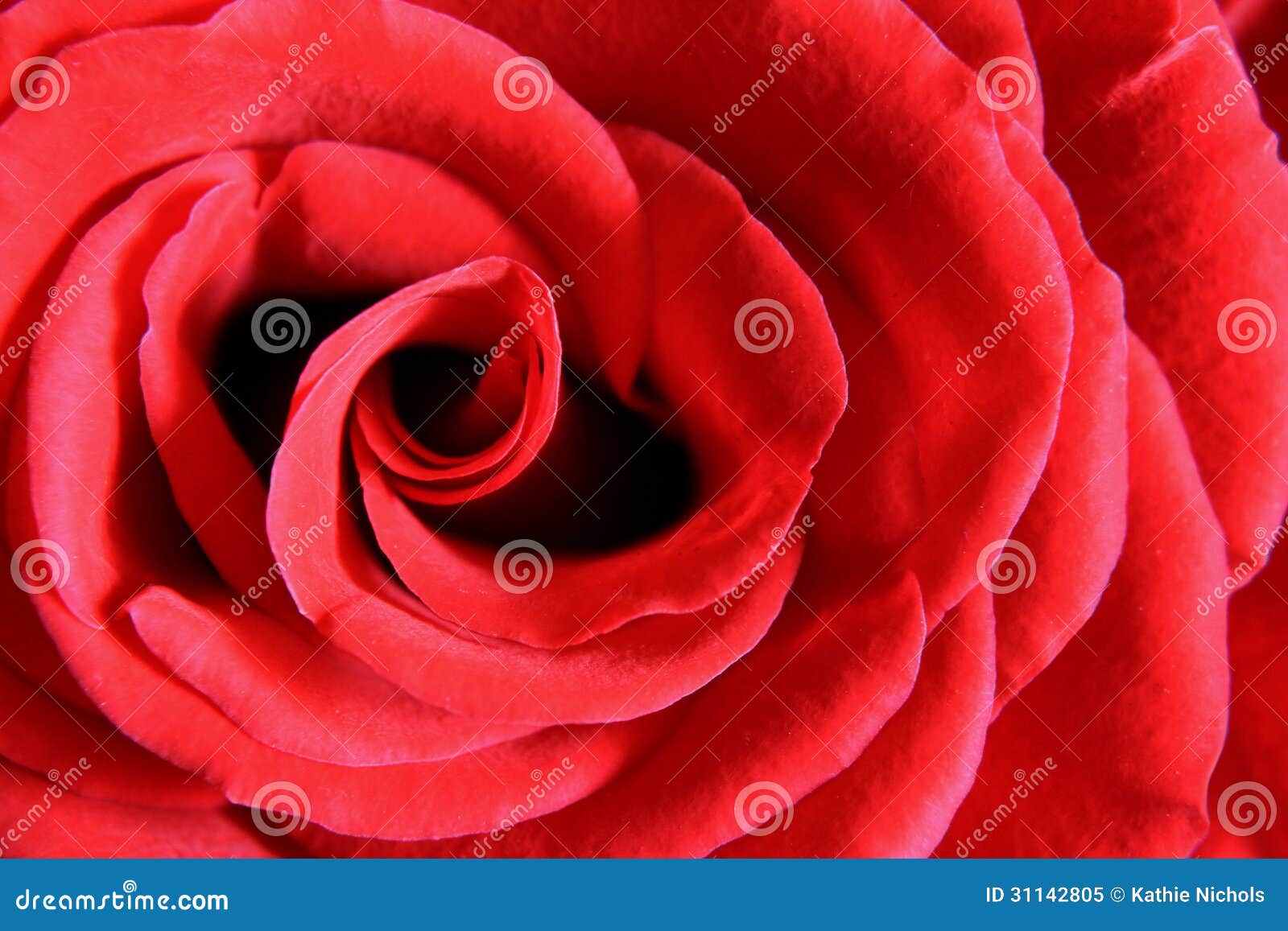 Red Rose Macro 1 stock image. Image of open, background - 31142805