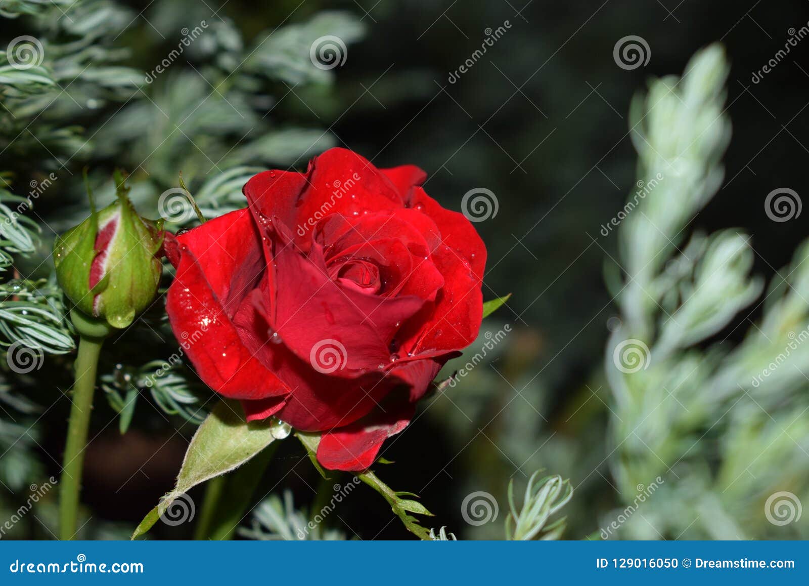 Red rose stock photo. Image of night, rose, macro - 129016050