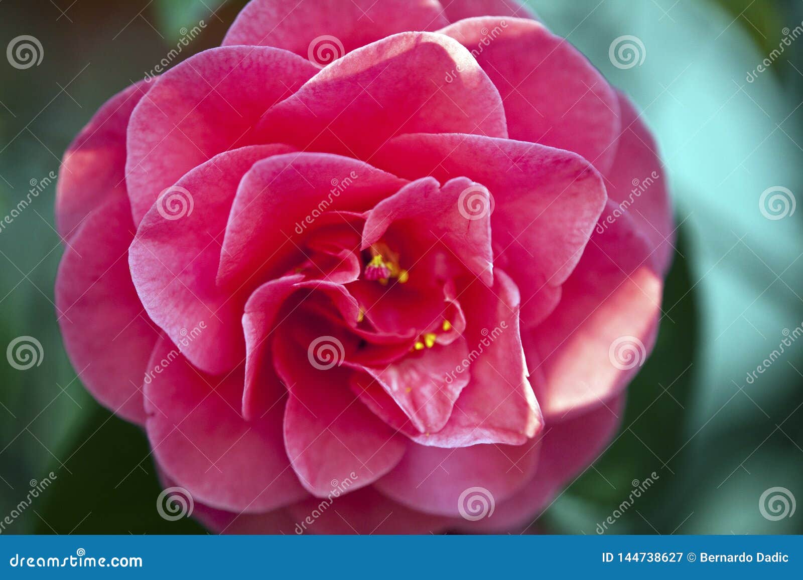Red Rose. Macro Photography Stock Image - Image of flowers, botany ...