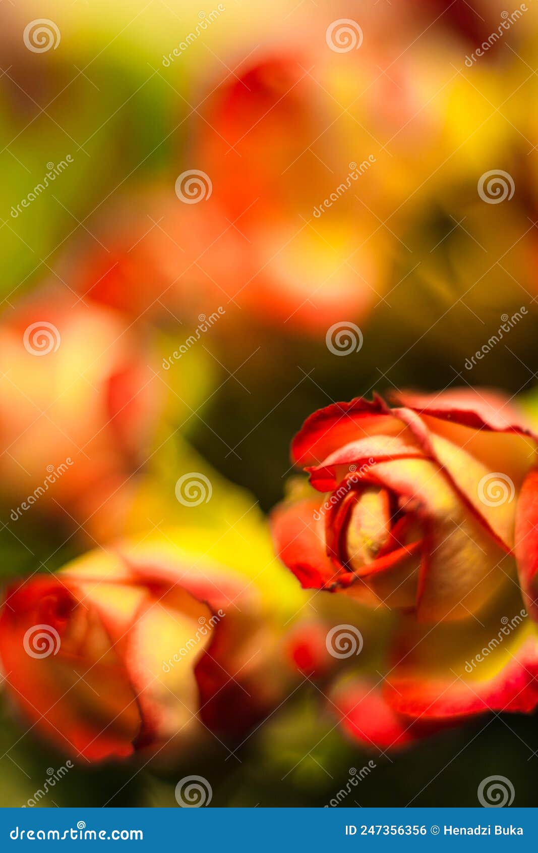 Red rose macro shot stock photo. Image of bloom, flower - 247356356