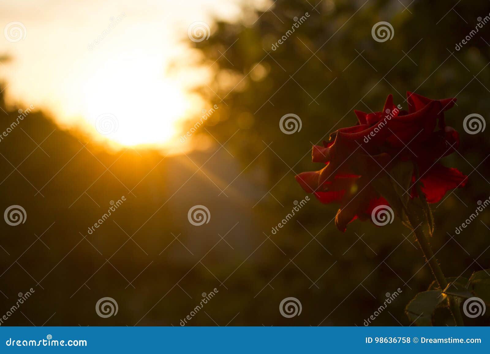 Red rose meets sunset stock photo. Image of sunset, soft - 98636758