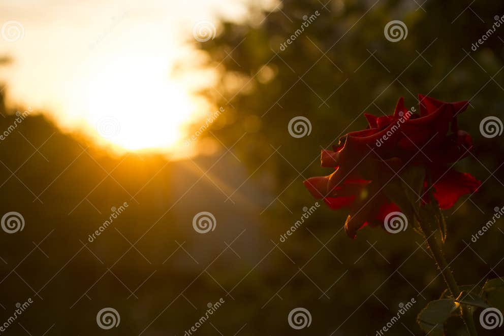 Red rose meets sunset stock photo. Image of sunset, soft - 98636758