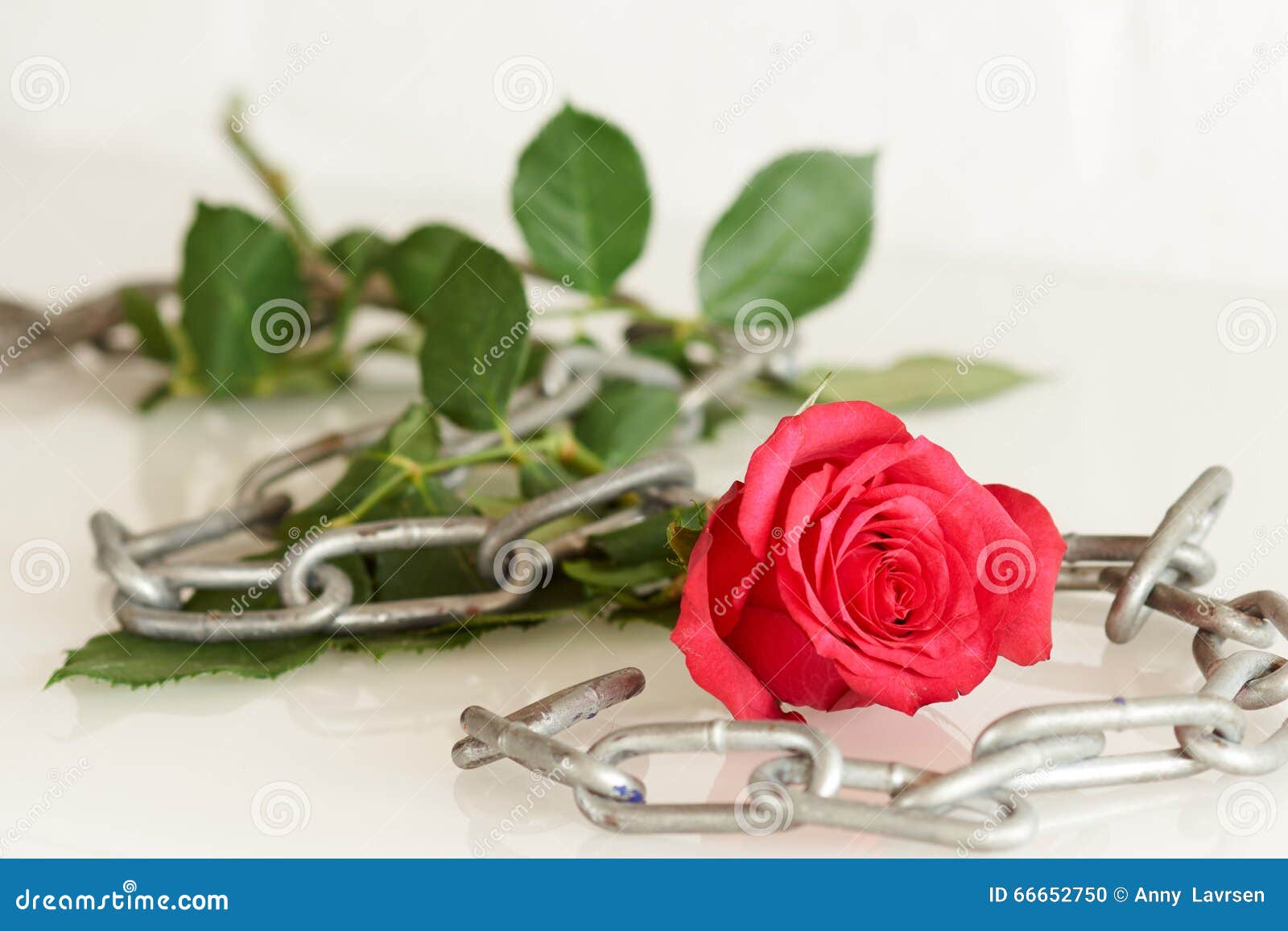 Red Rose with Metal Chain - Series of Red Roses Stock Photo - Image of ...