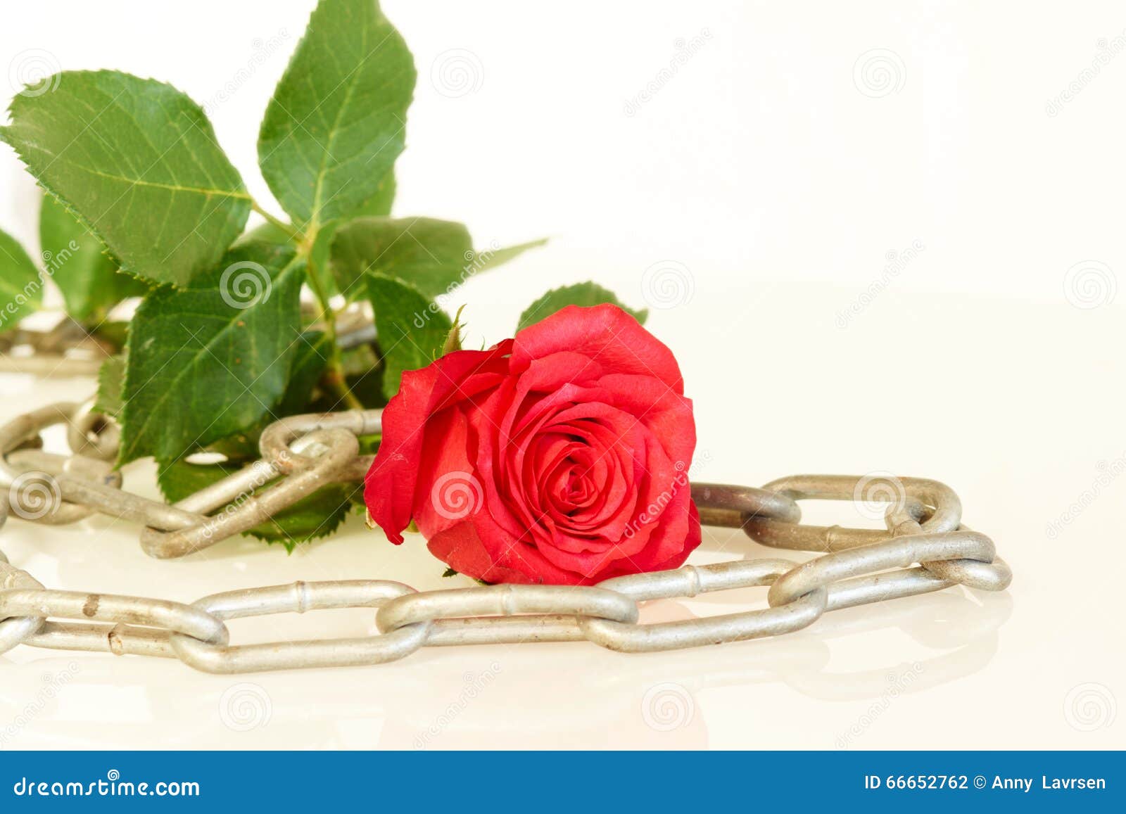 Red Rose with Metal Chain - Series of Red Roses Stock Photo - Image of ...