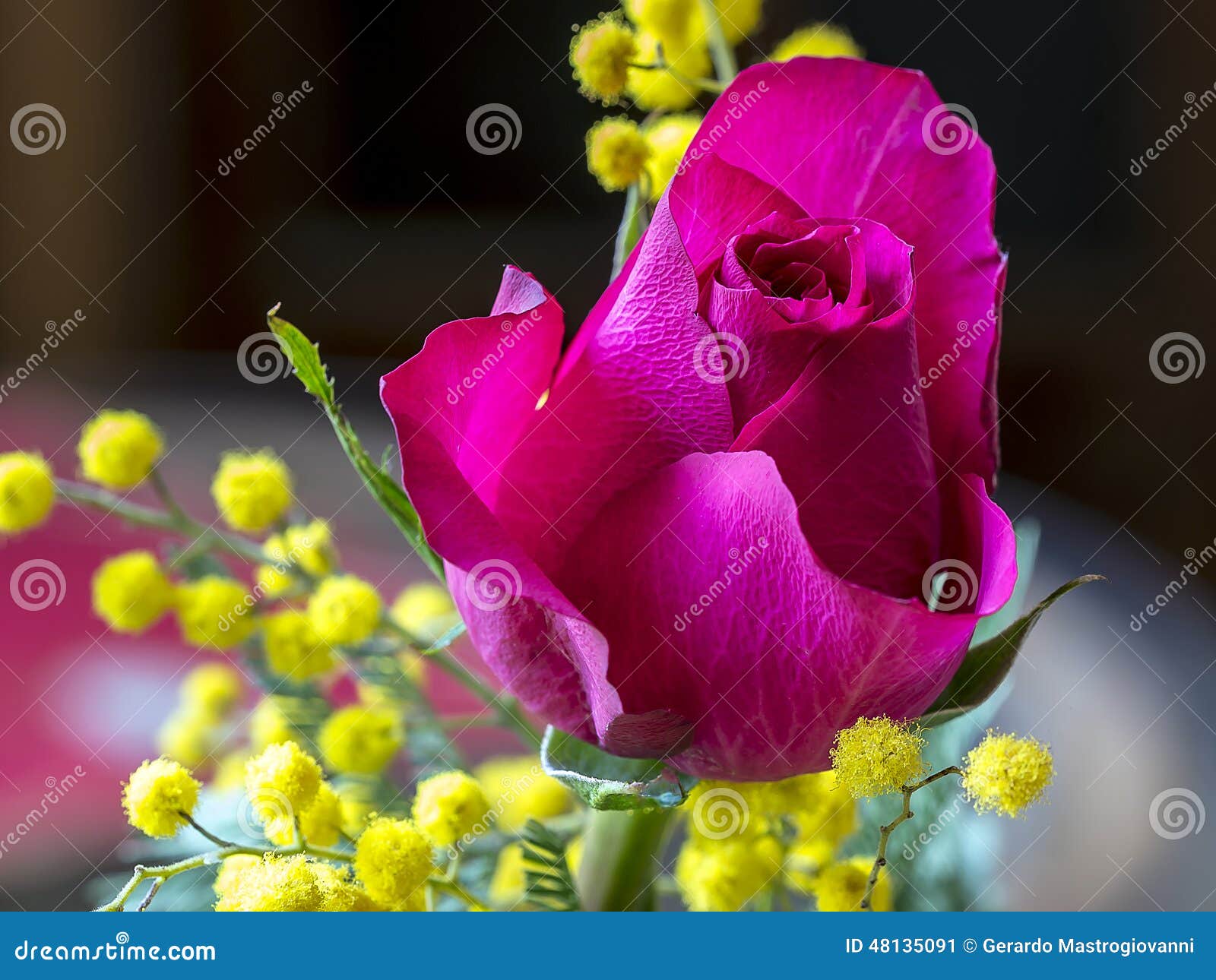 Red rose and mimosa stock image. Image of gift, botany - 48135091