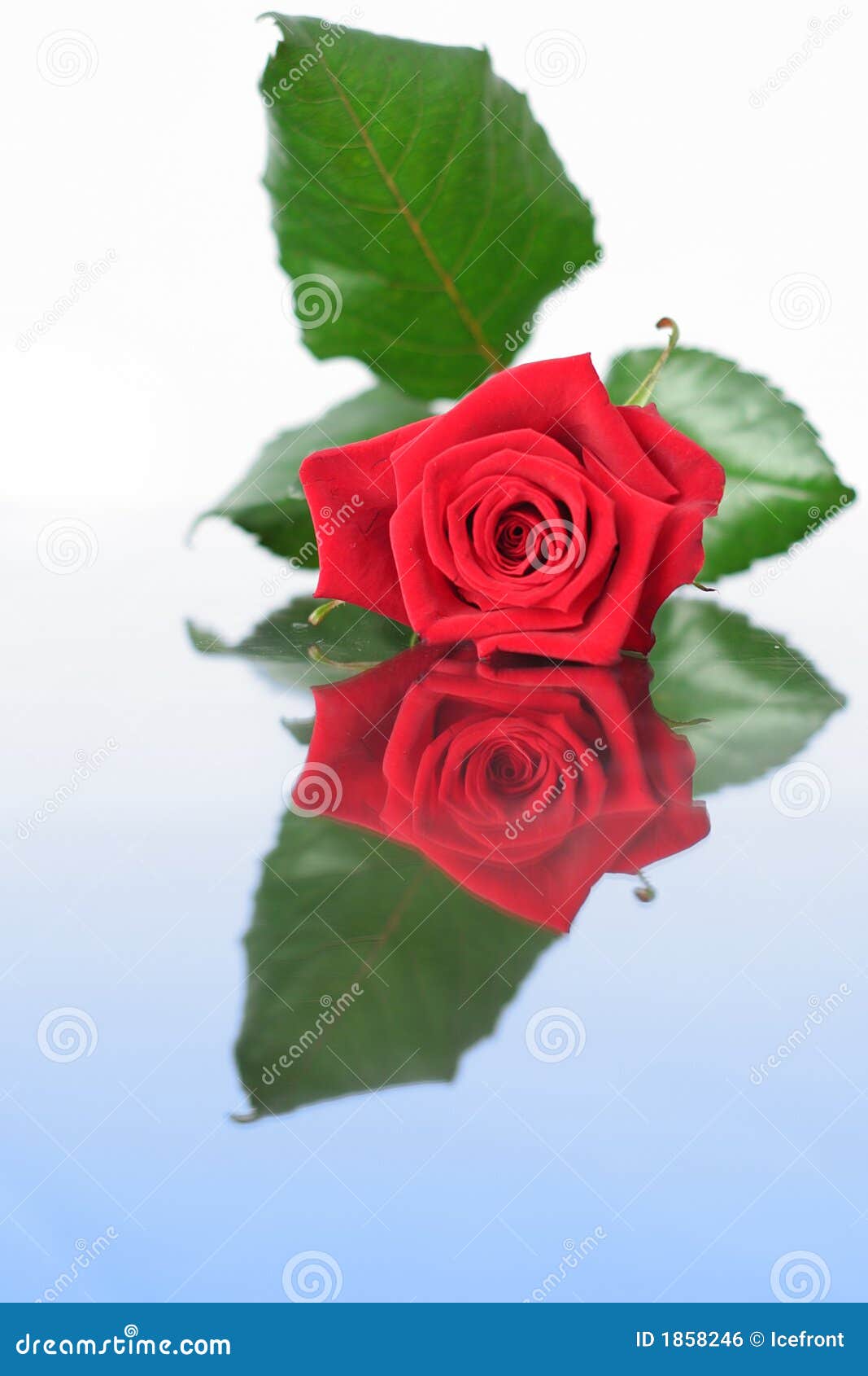 Red rose on mirror stock photo. Image of rose, transparent - 1858246