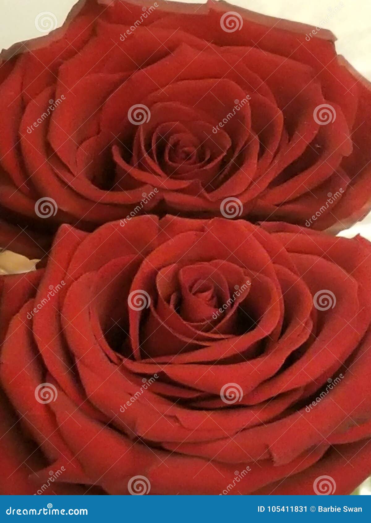Red rose in mirror stock image. Image of flower, peach - 105411831