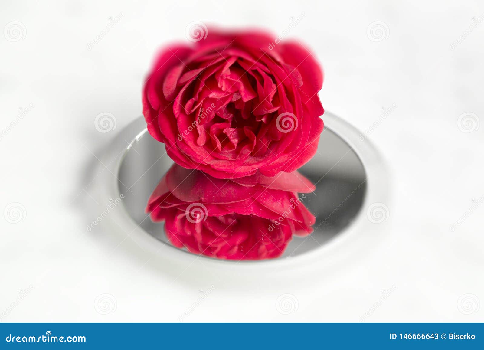 Red rose on the mirror stock image. Image of romance - 146666643